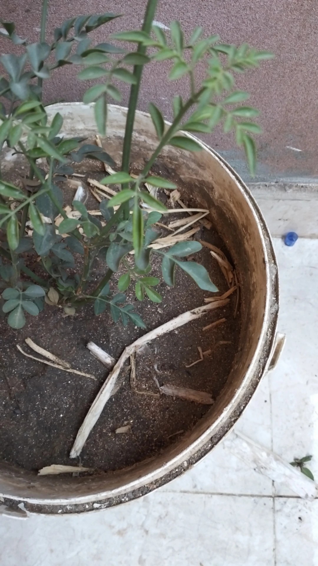 Erupción De La Planta De Ruda