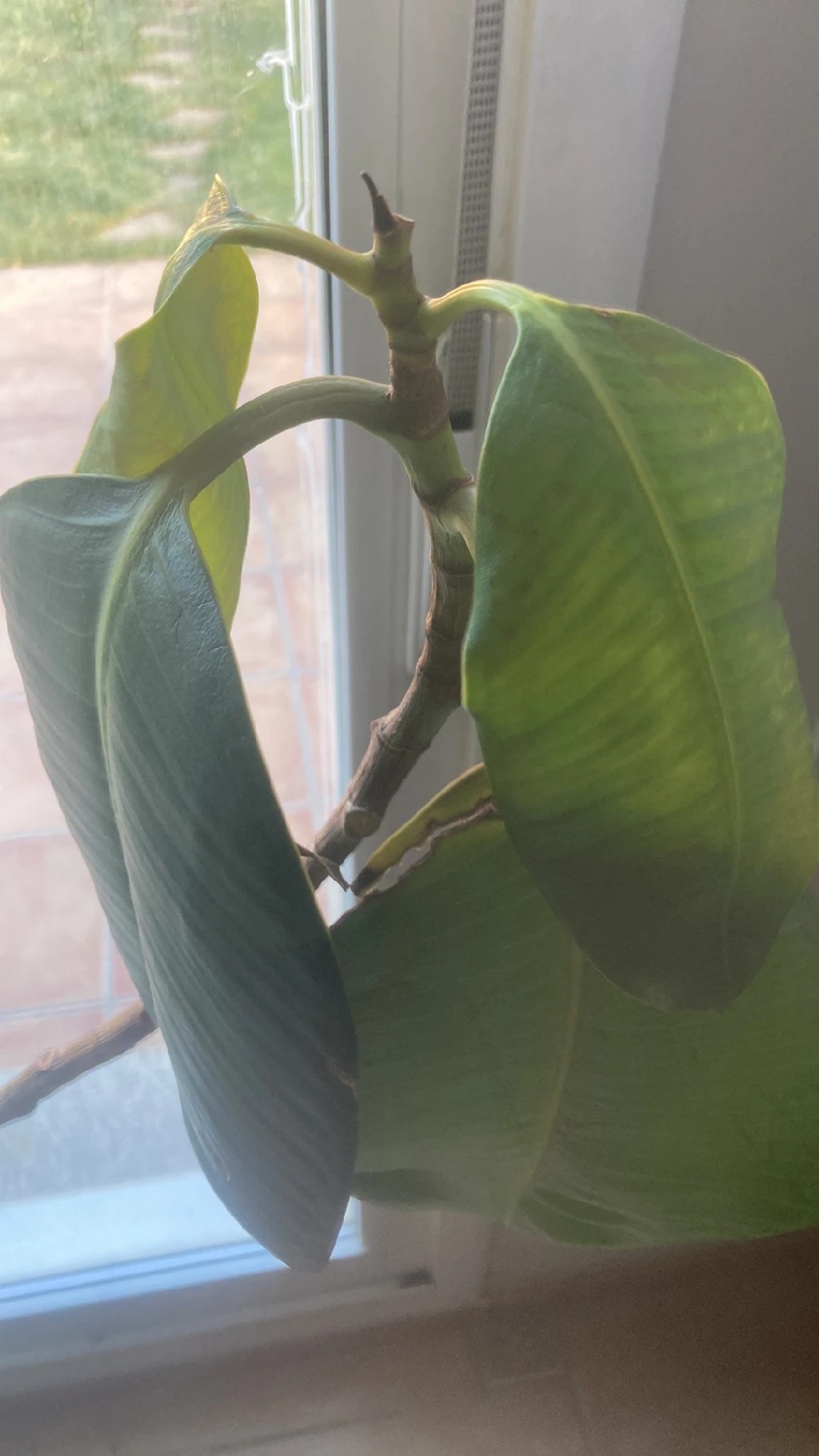 How to Treat Wilting Disease on Rubber tree?