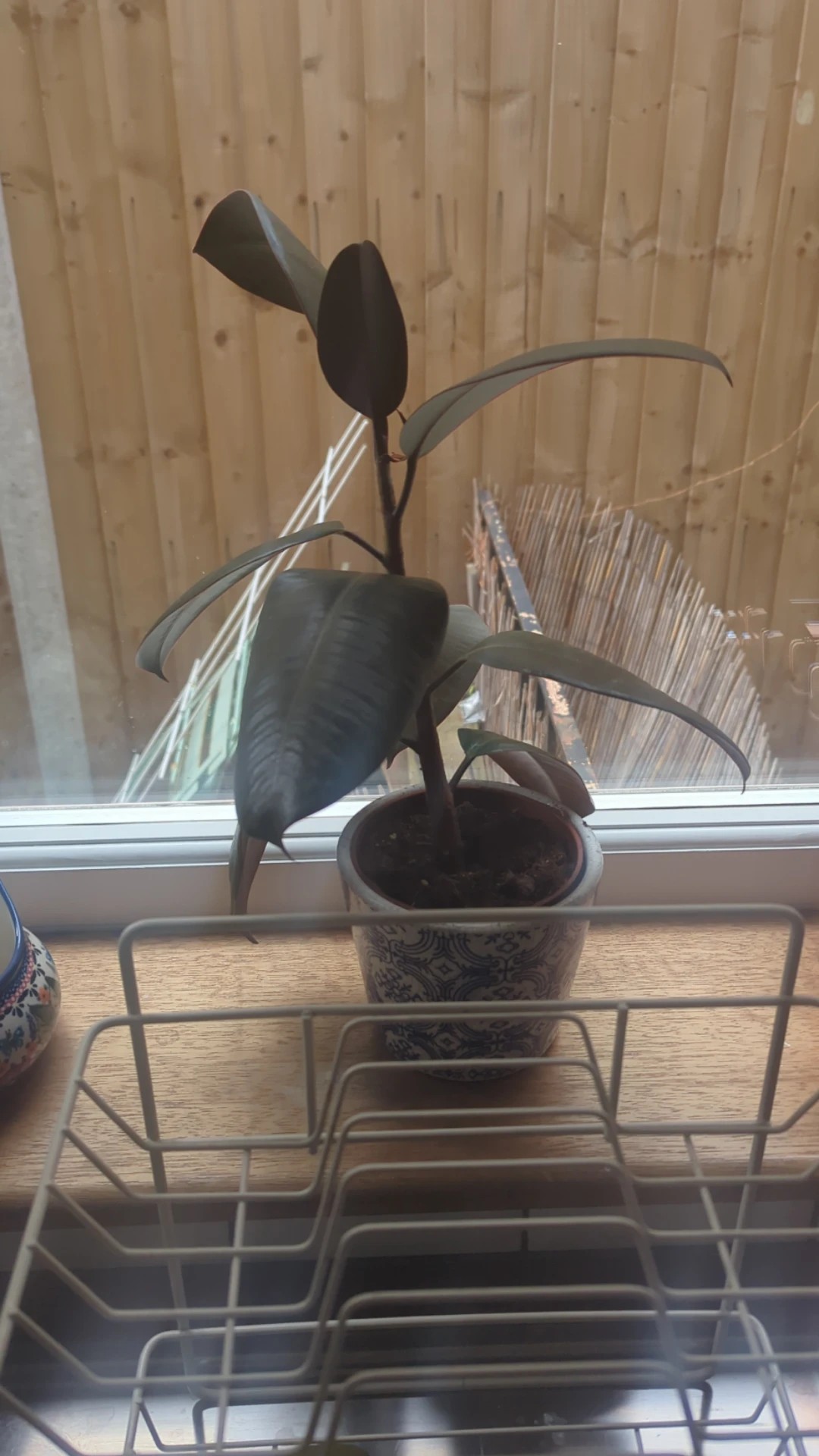 How to Treat Wilting Disease on Rubber tree?