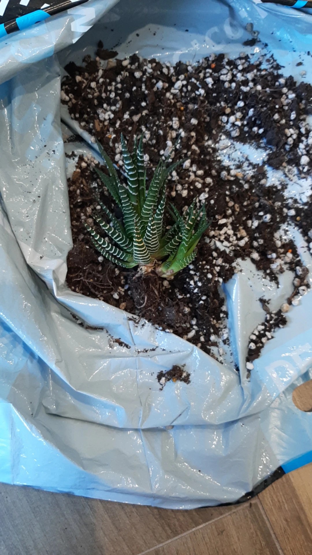 How to Treat Soft Rot Disease on Zebra plant?