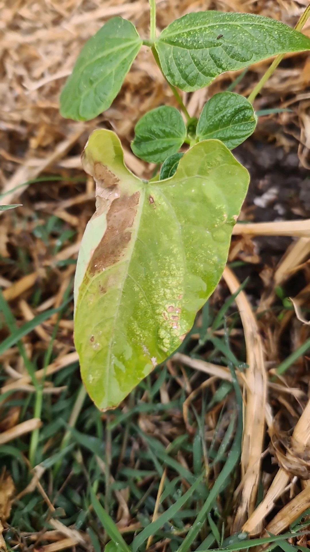 How to Treat Leaf rot Disease on Common bean?