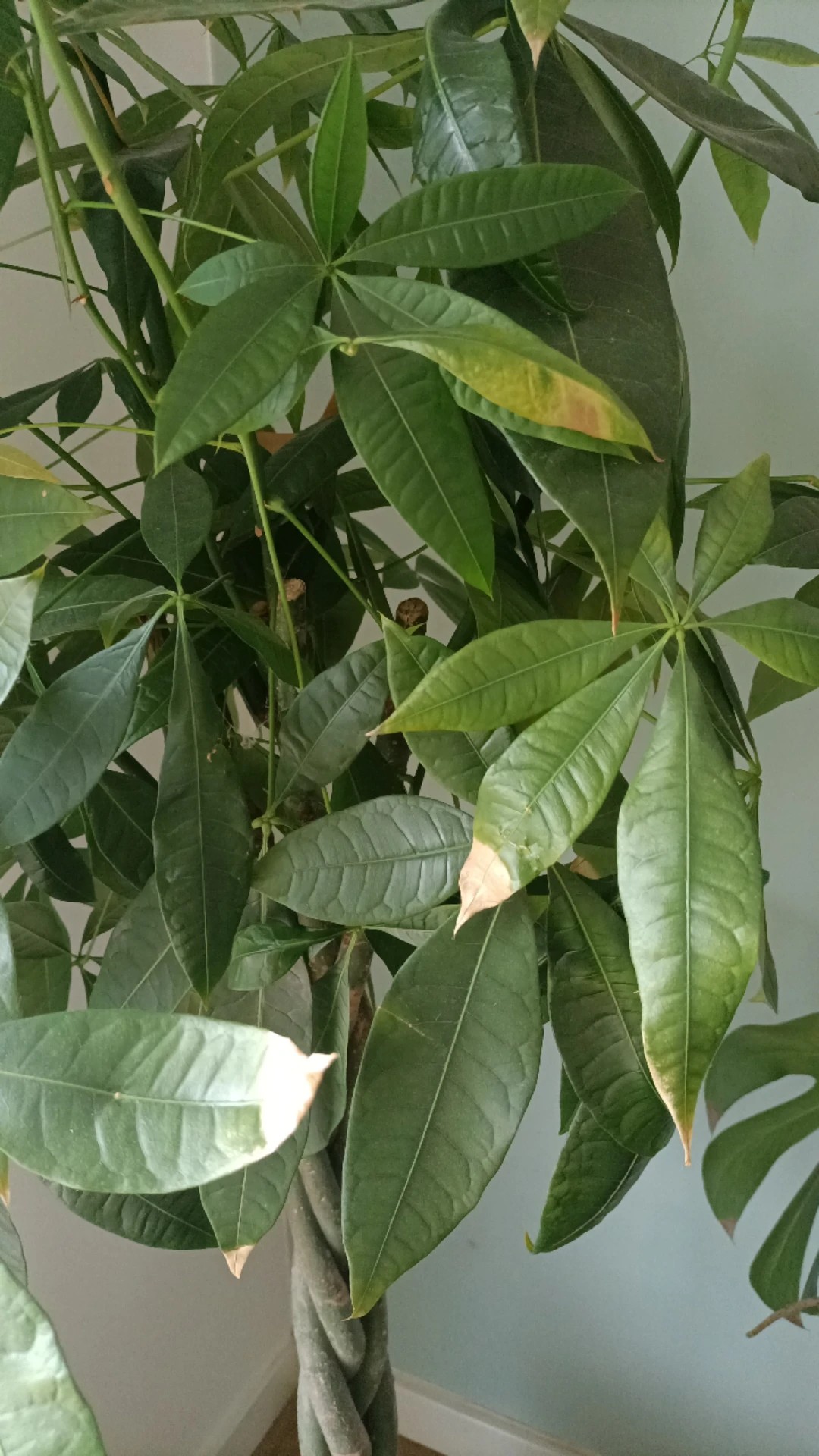 How to Treat Leaf blight Disease on Money tree?