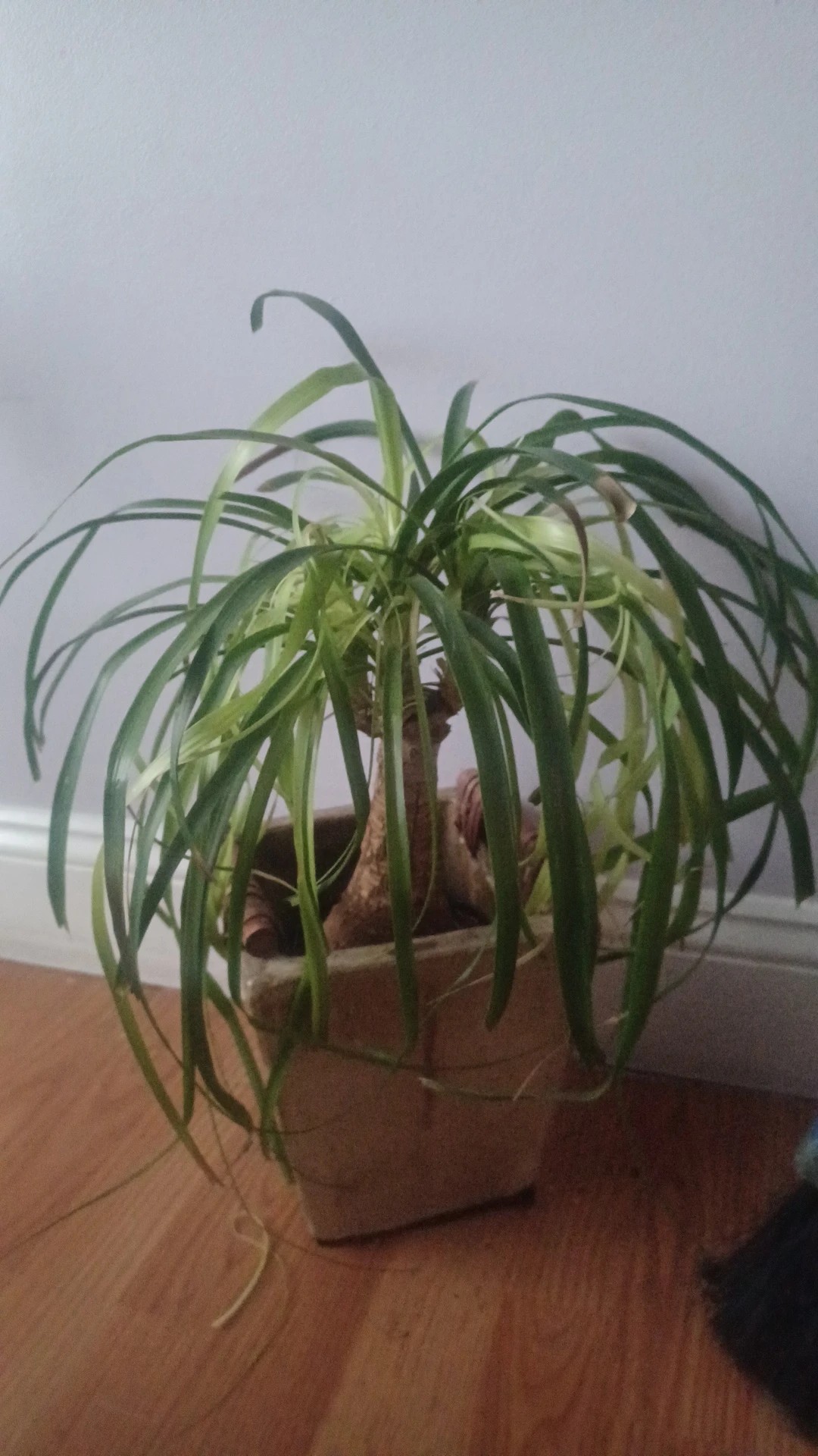 How to Treat Leaf rot Disease on Ponytail palm?