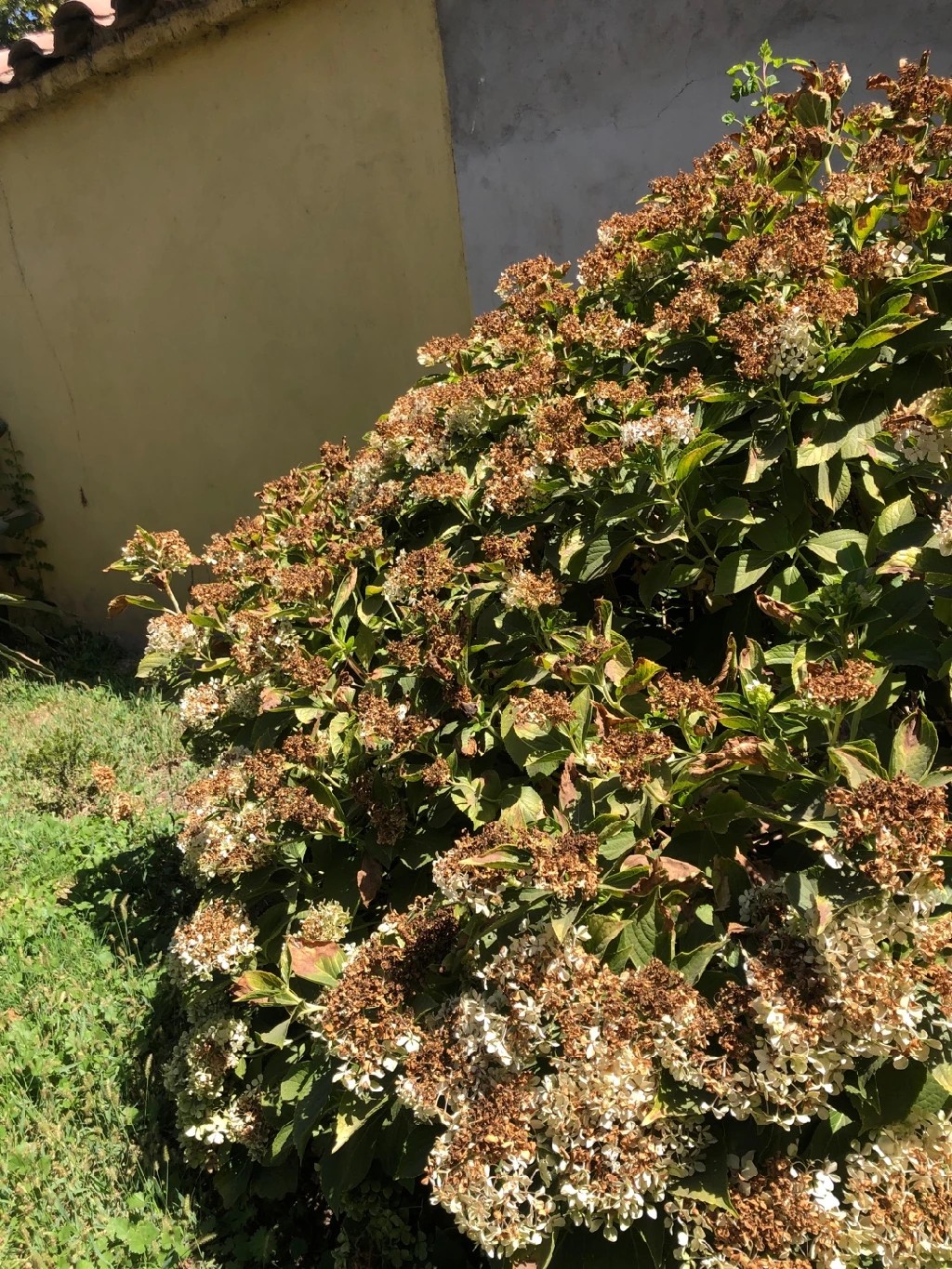 How to Treat Caterpillars Disease on Bigleaf hydrangea?