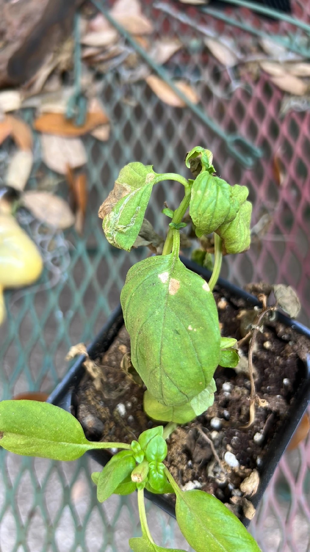 How to Treat Leaf miners Disease on Sweet basil?