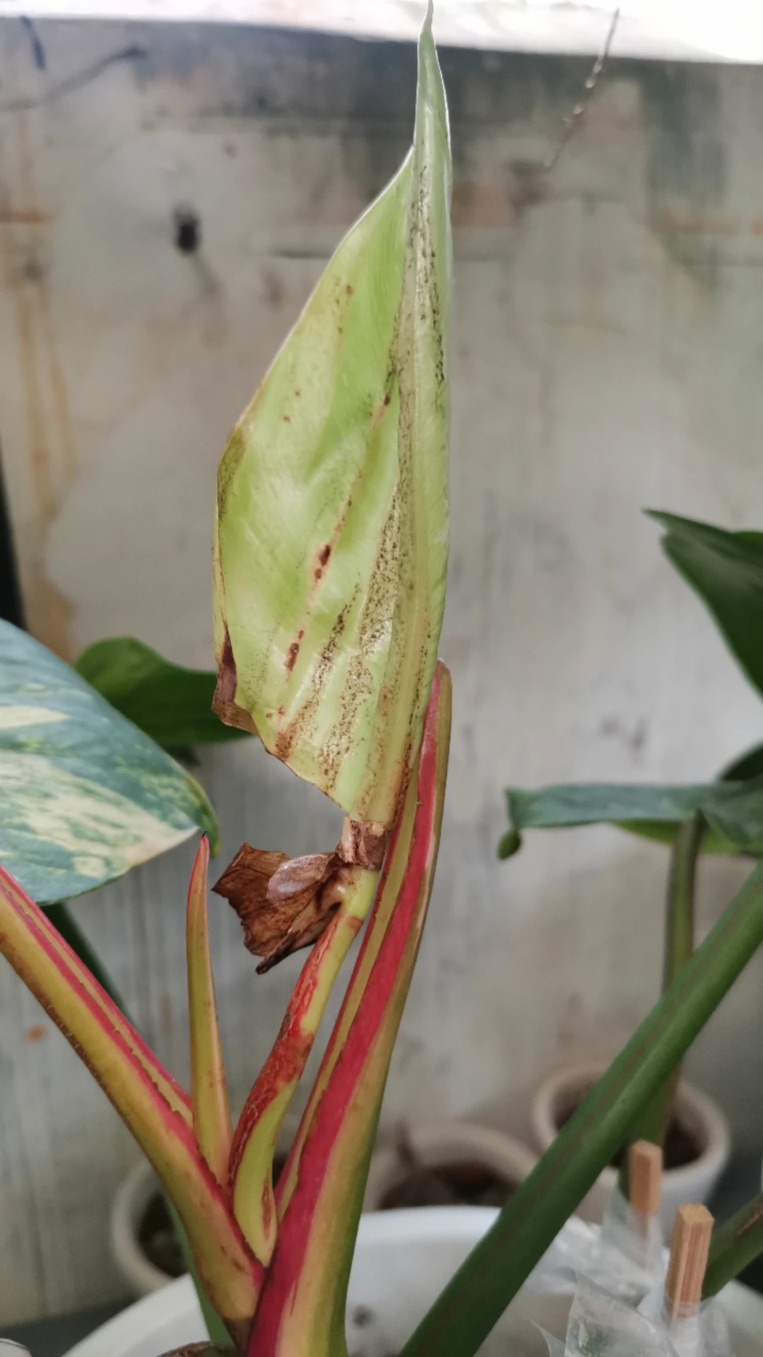 How to Treat Brown blotch Disease on Blushing philodendron?