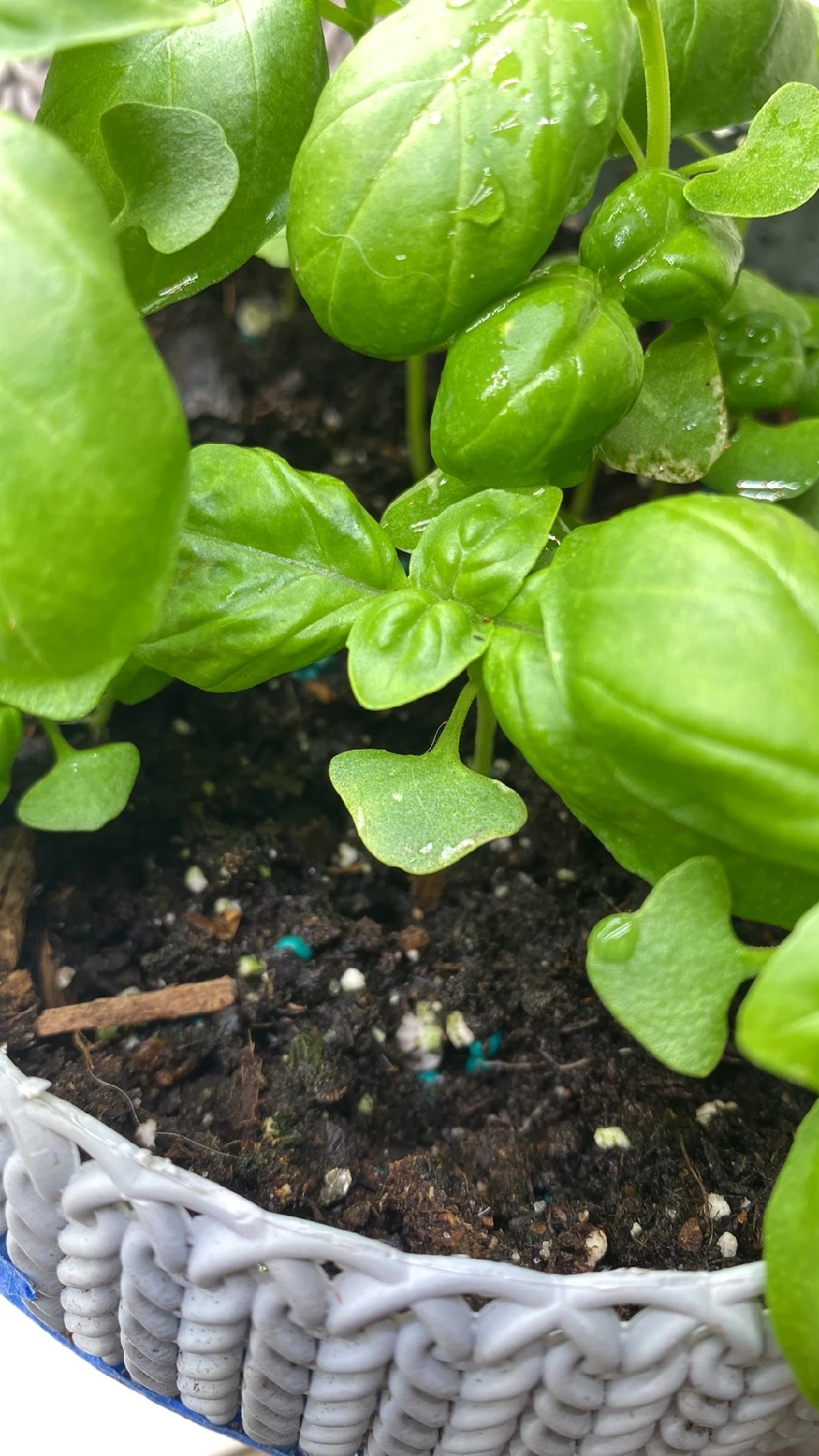 How to Treat Leaf miners Disease on Sweet basil?