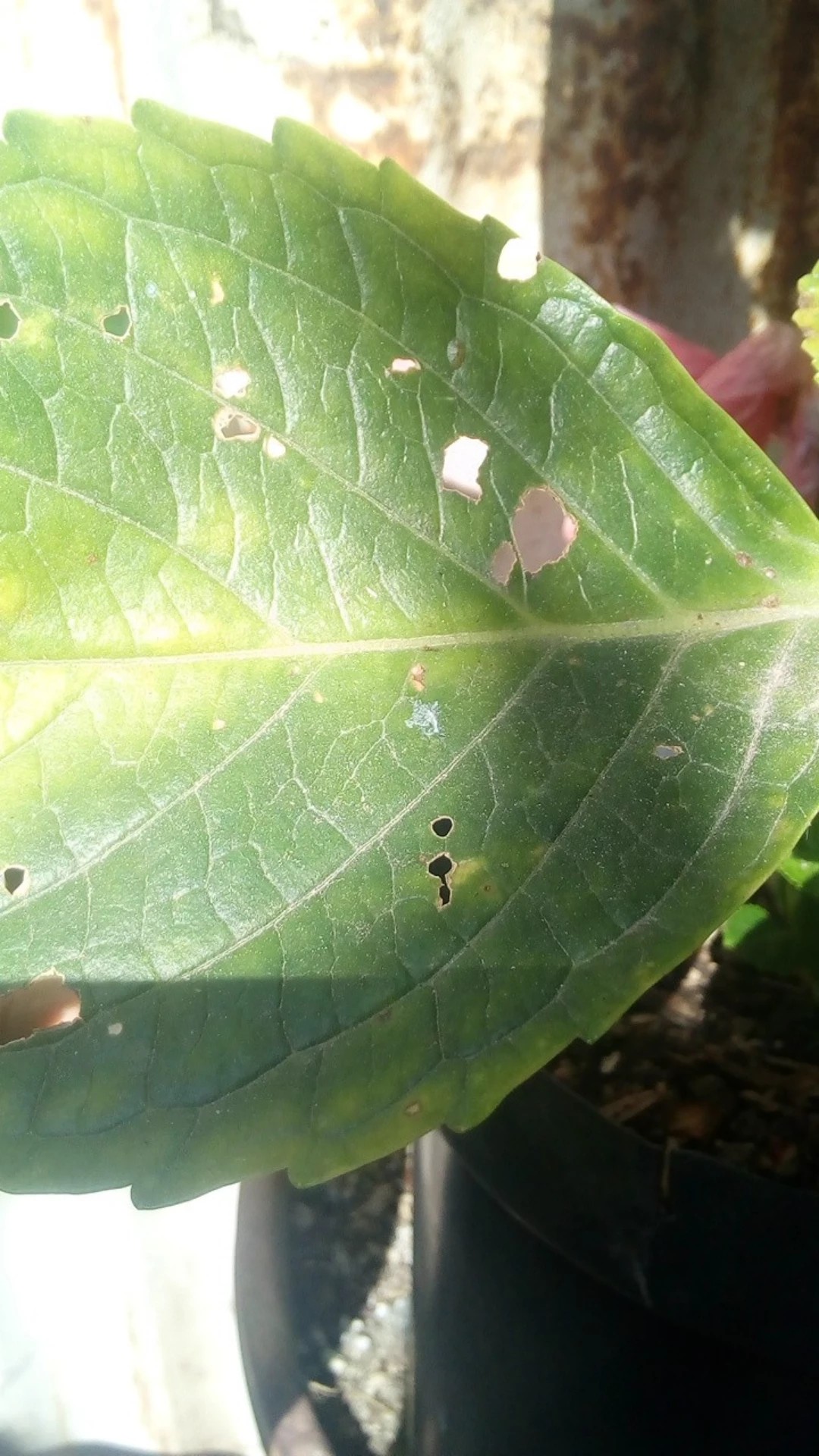 How to Treat Caterpillars Disease on Bigleaf hydrangea?