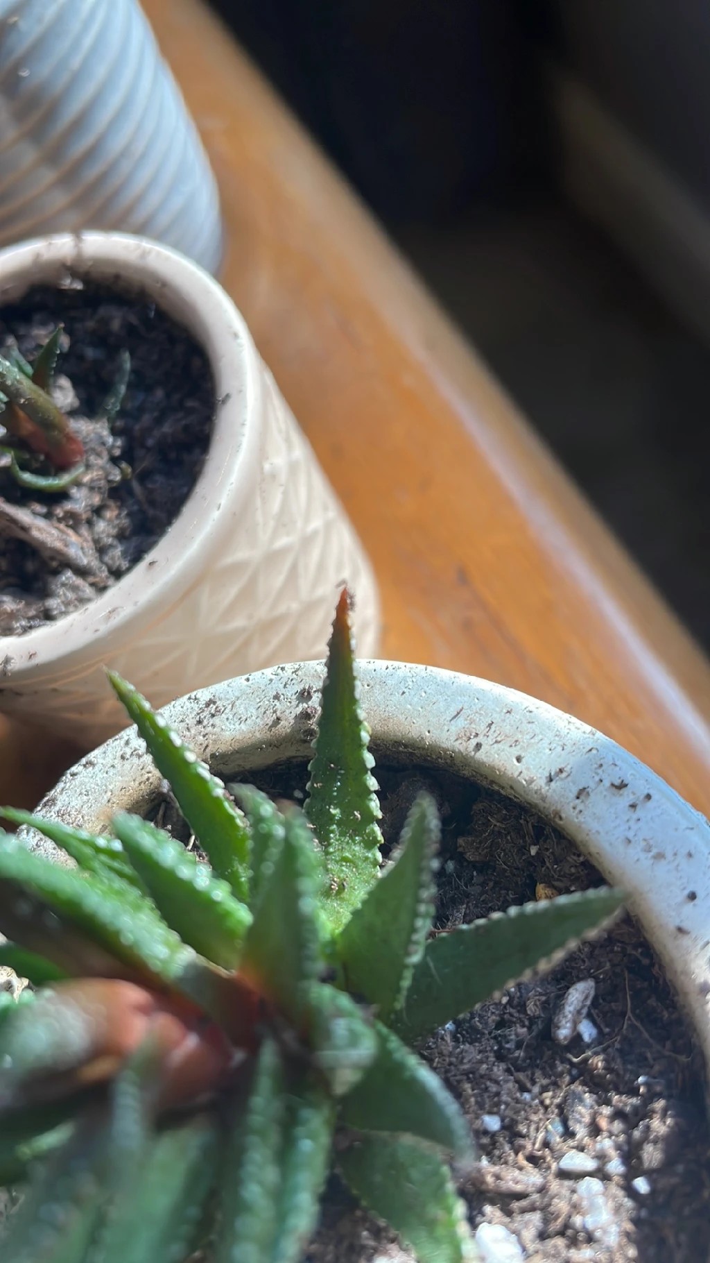 How to Treat Soft Rot Disease on Zebra plant?