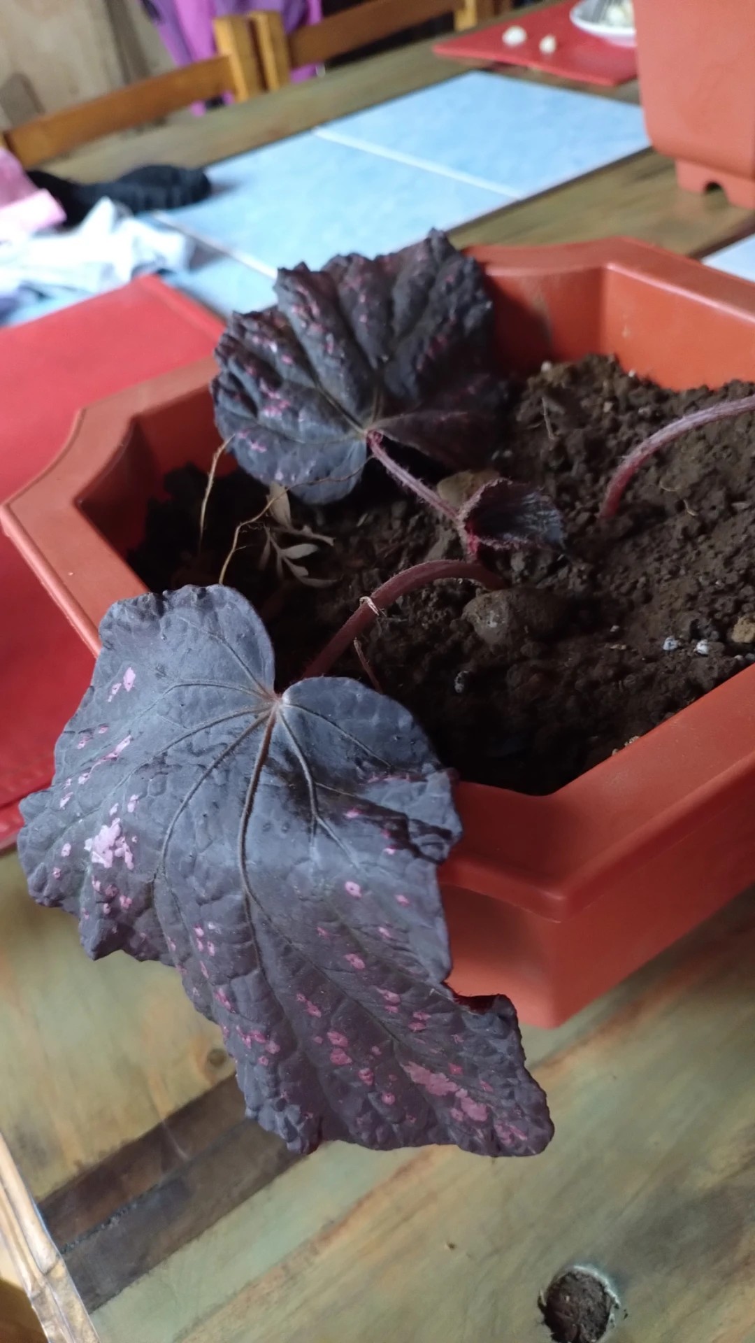 How to Treat Wilting Disease on Painted-leaf begonia?