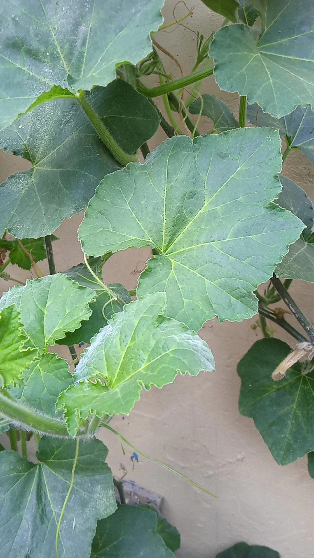 How to Treat Powdery mildew Disease on Butternut squash?