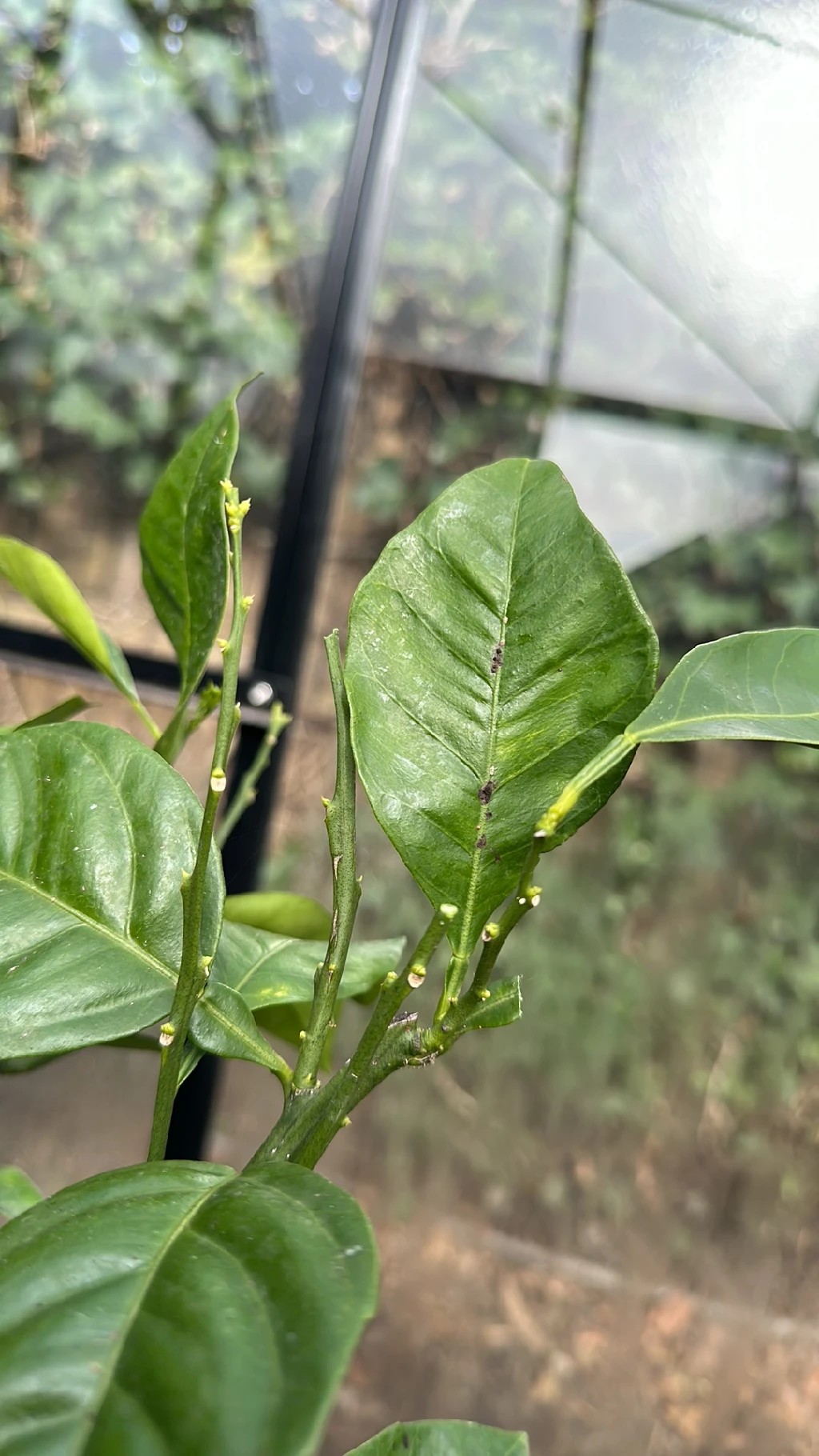 How to Treat Aphids Disease on Mandarin orange?