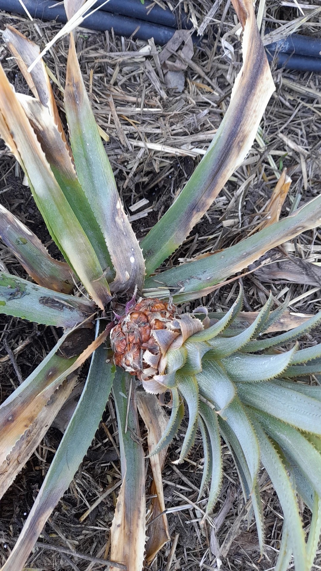 How to Treat Soft Rot Disease on Pineapple?
