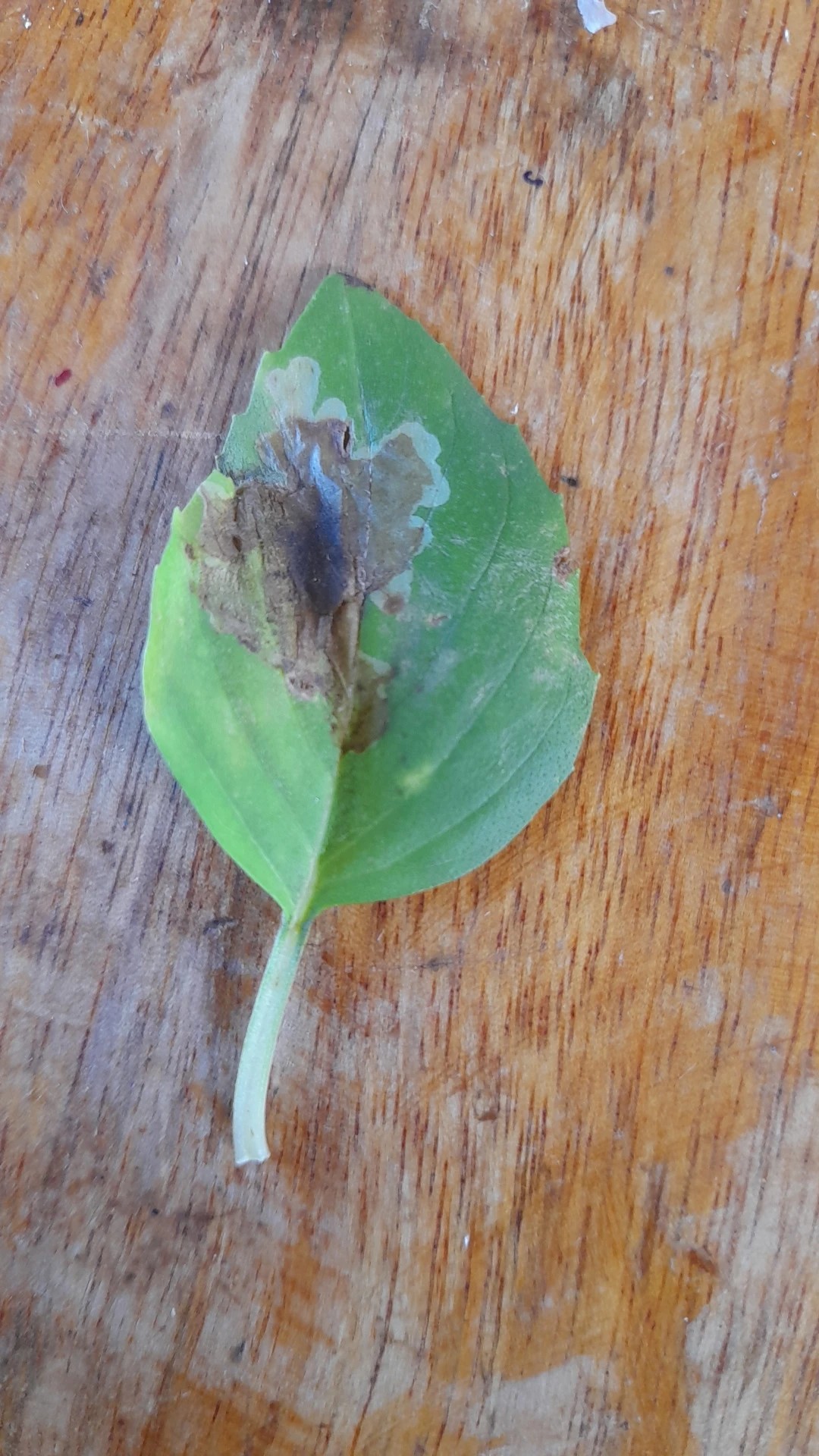 How to Treat Leaf miners Disease on Sweet basil?