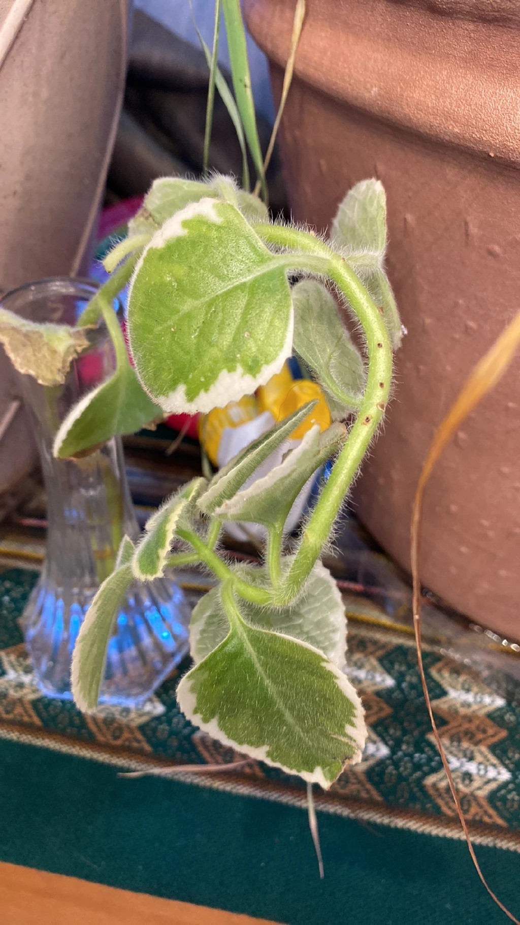 How to Treat Leaf rot Disease on Mexican mint?