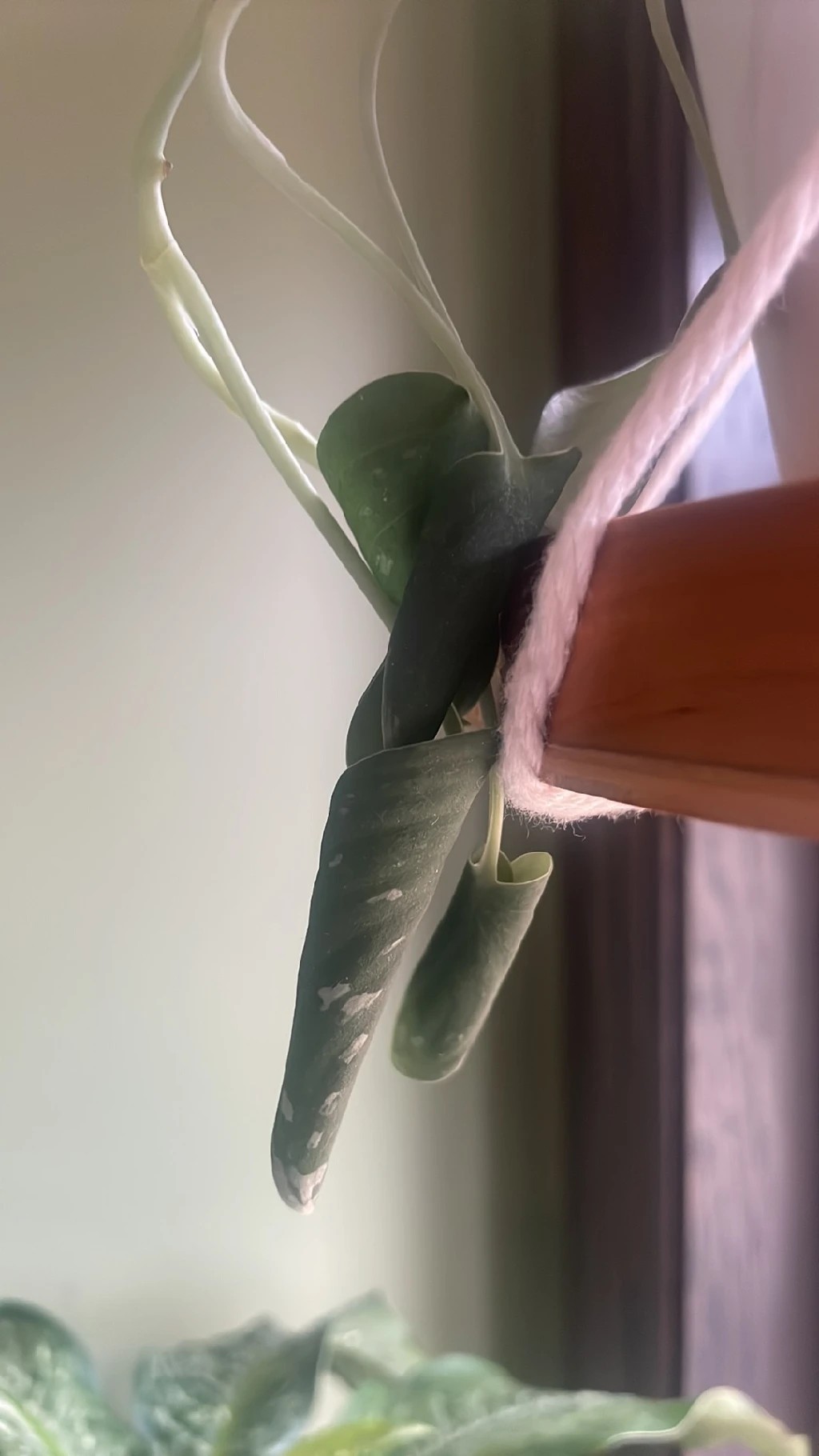 How to Treat Wilting Disease on Satin pothos?
