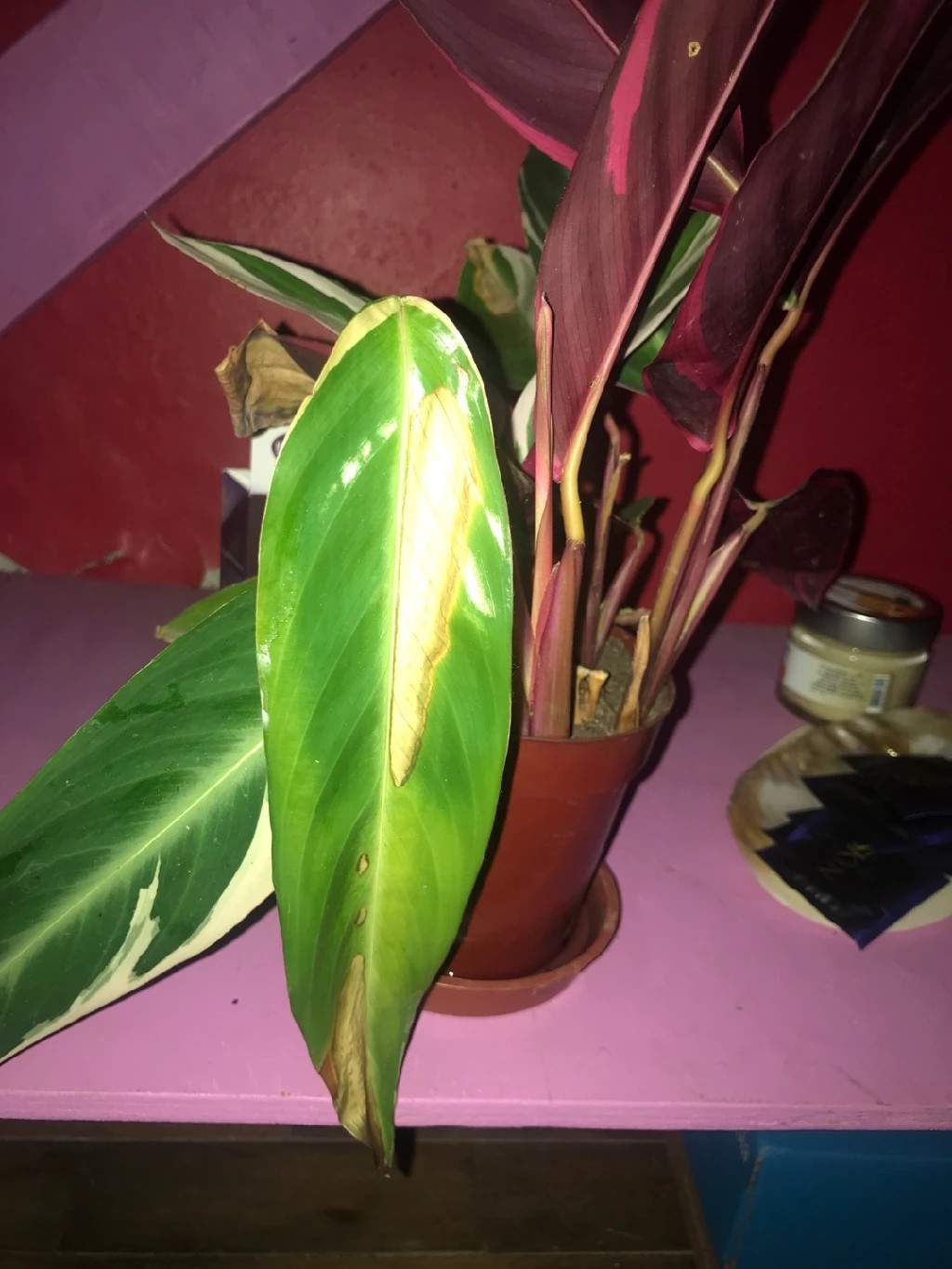 How to Treat Leaf rot Disease on Tricolor stromanthe?