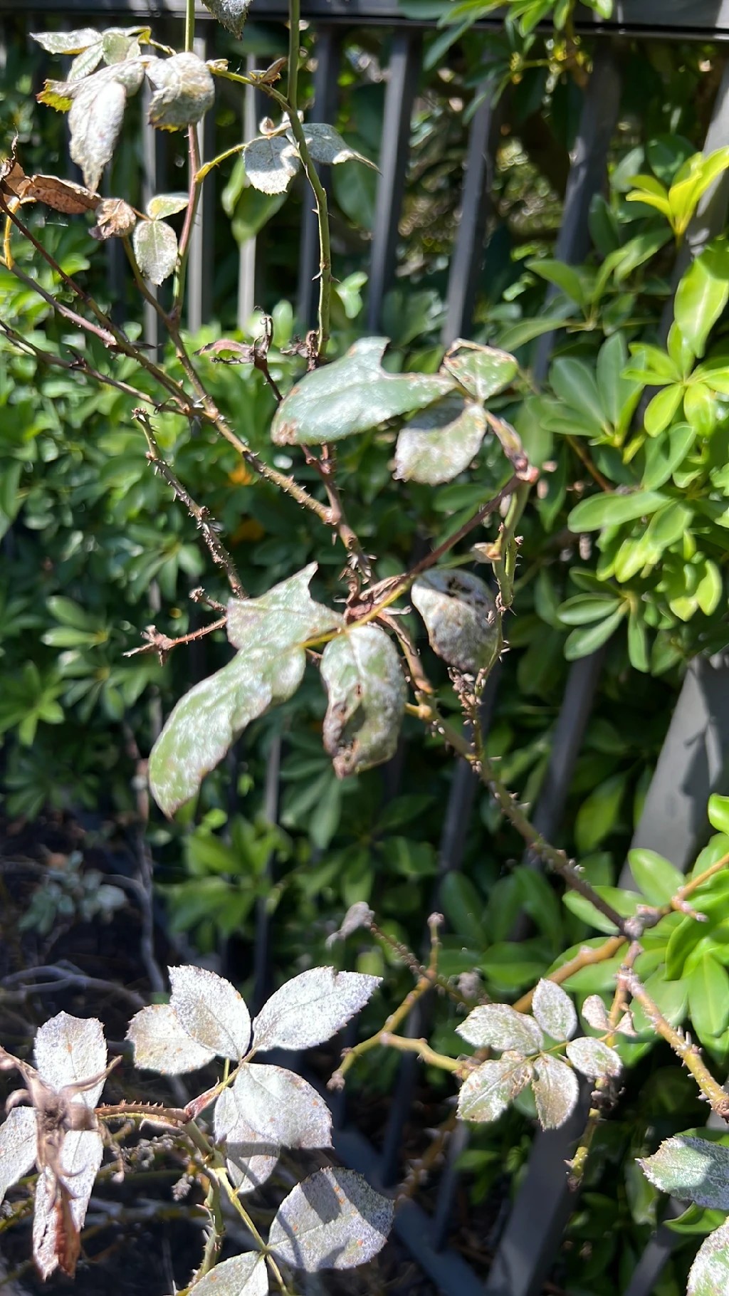 ¿Cómo tratar la enfermedad Oídio en Rosa china?