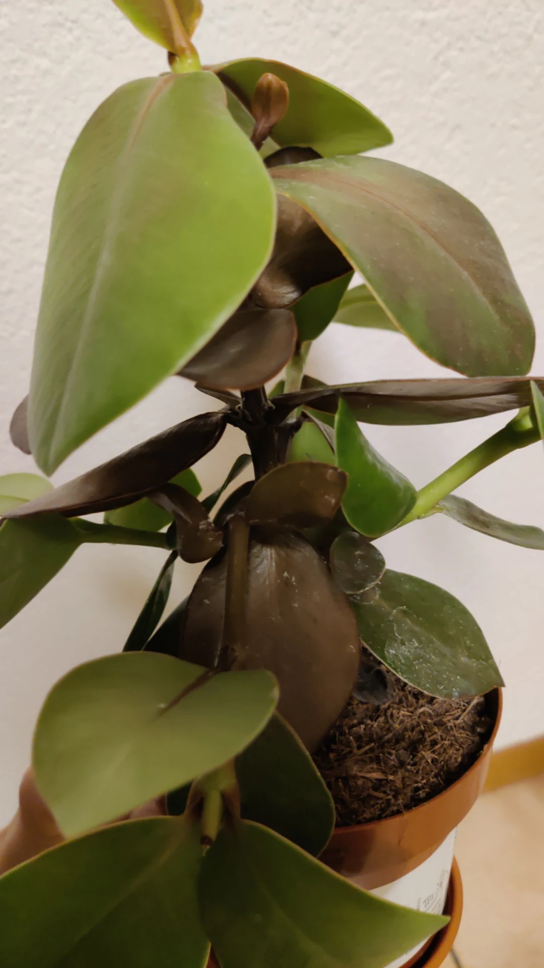 How to Treat Leaf rot Disease on Autograph tree?