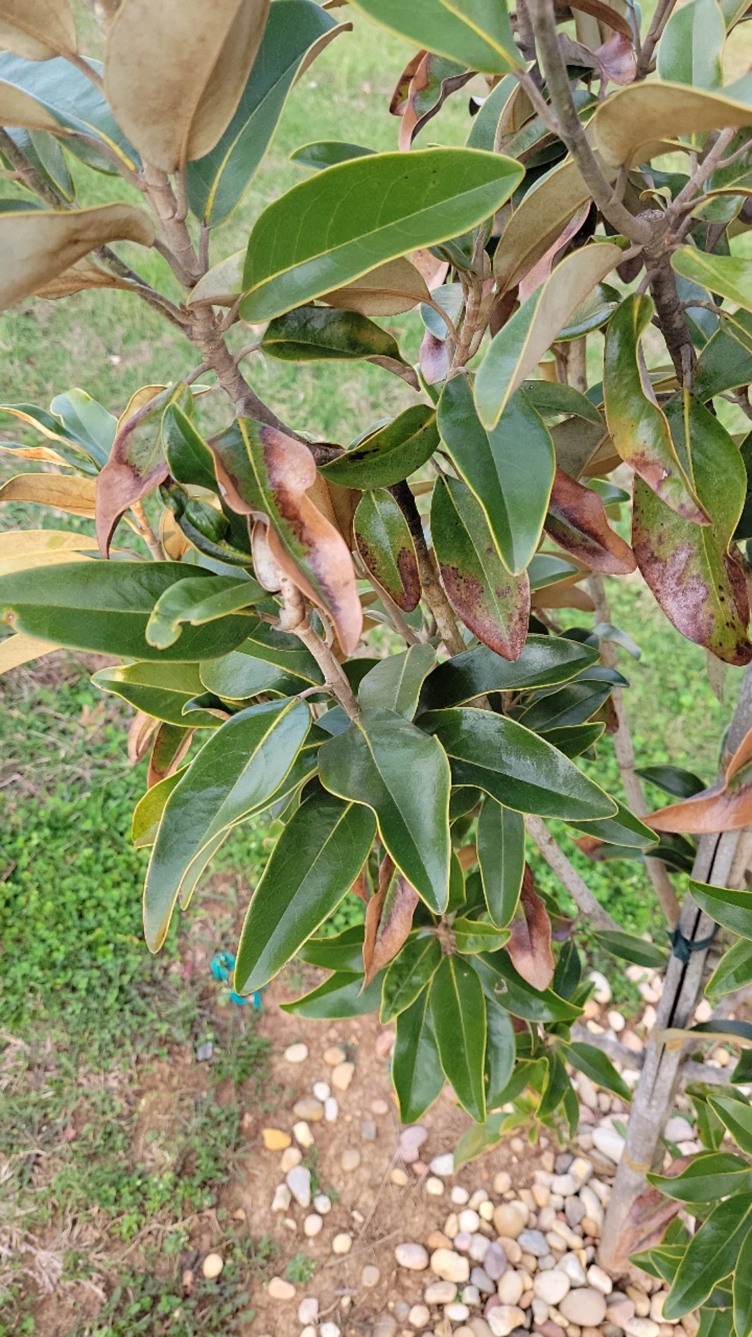 How to Treat Brown blotch Disease on Southern magnolia?