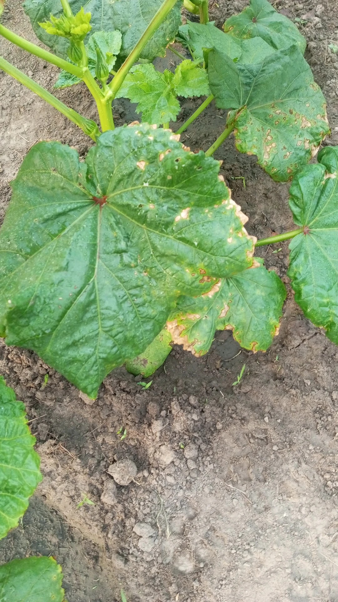 How to Treat Leaf rot Disease on Okra?