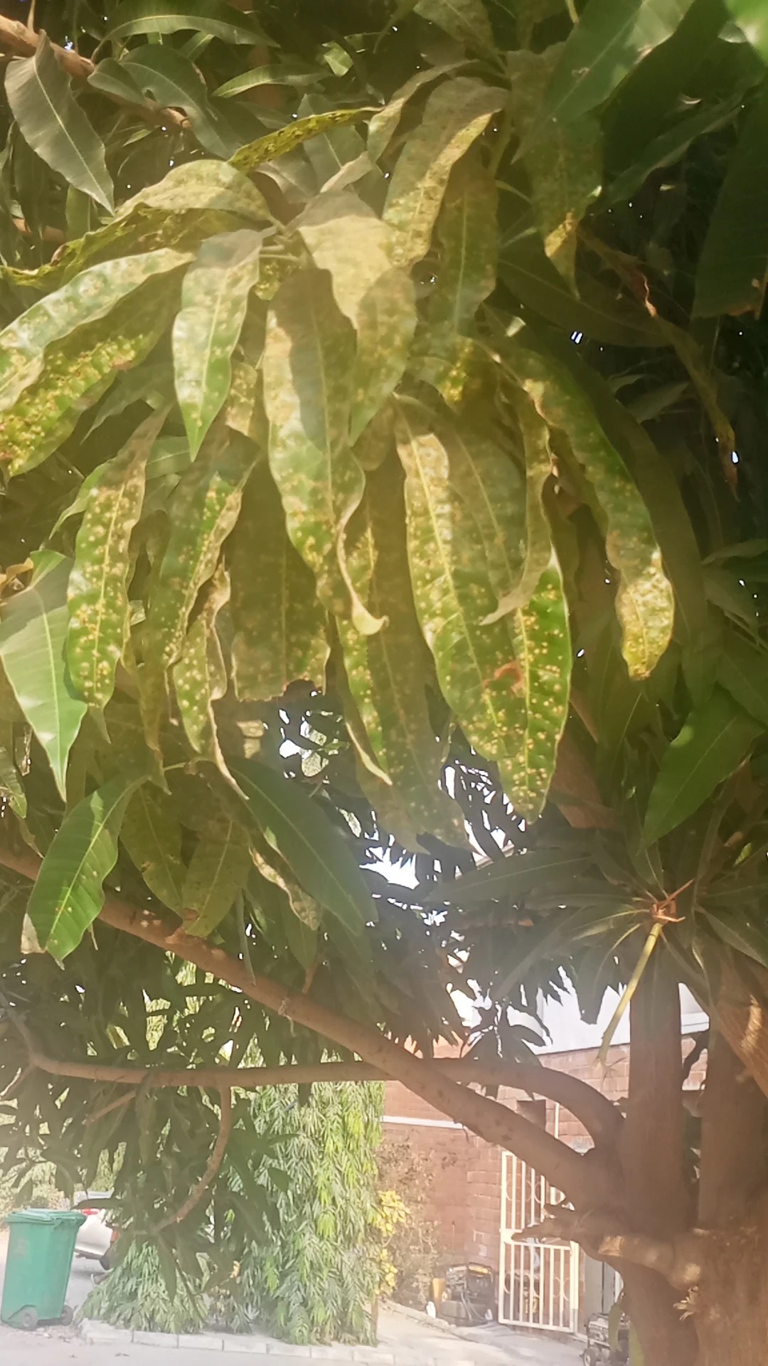 Mango Tree Leaves Turning Brown And Curling