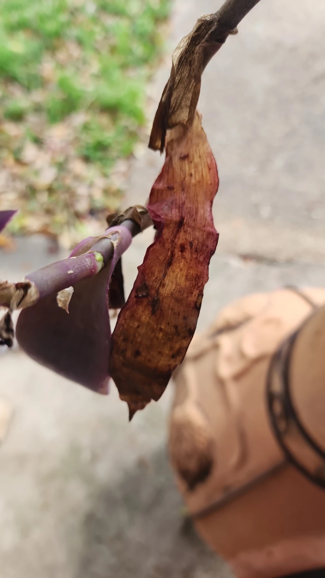 How to Treat Leaf rot Disease on Purple heart?