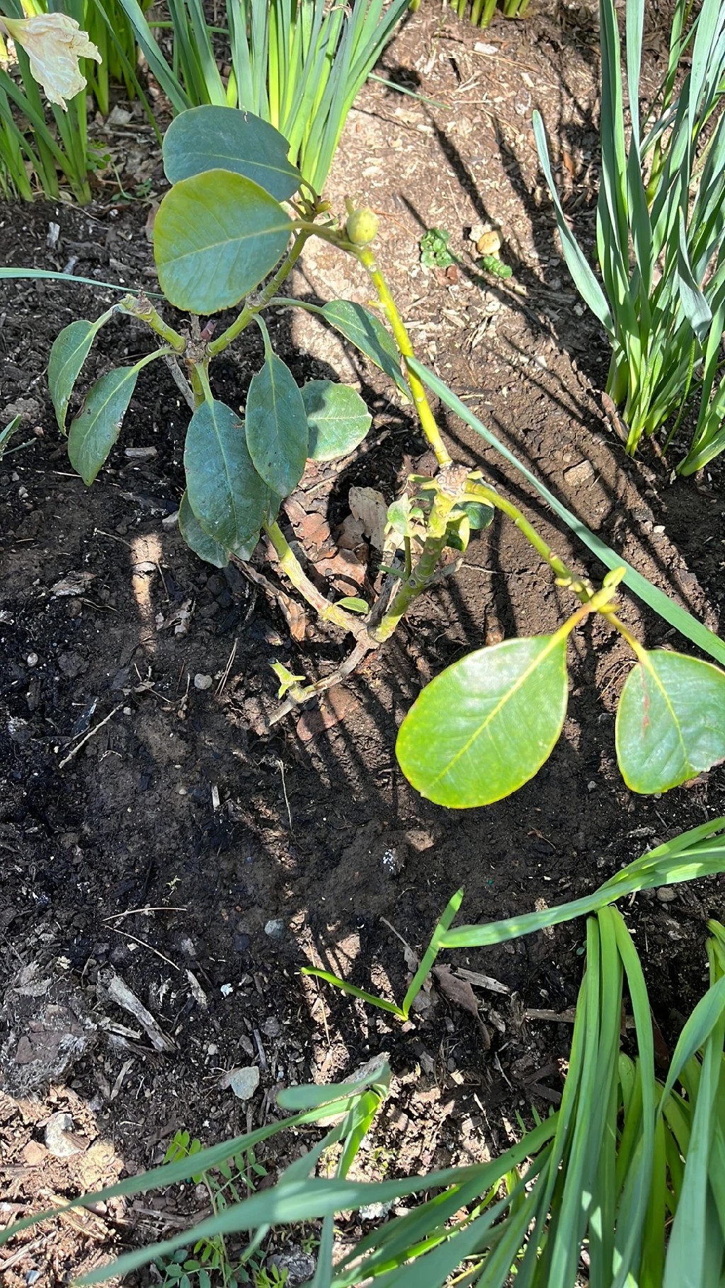 How to Treat Wilting Disease on Catawba rosebay?