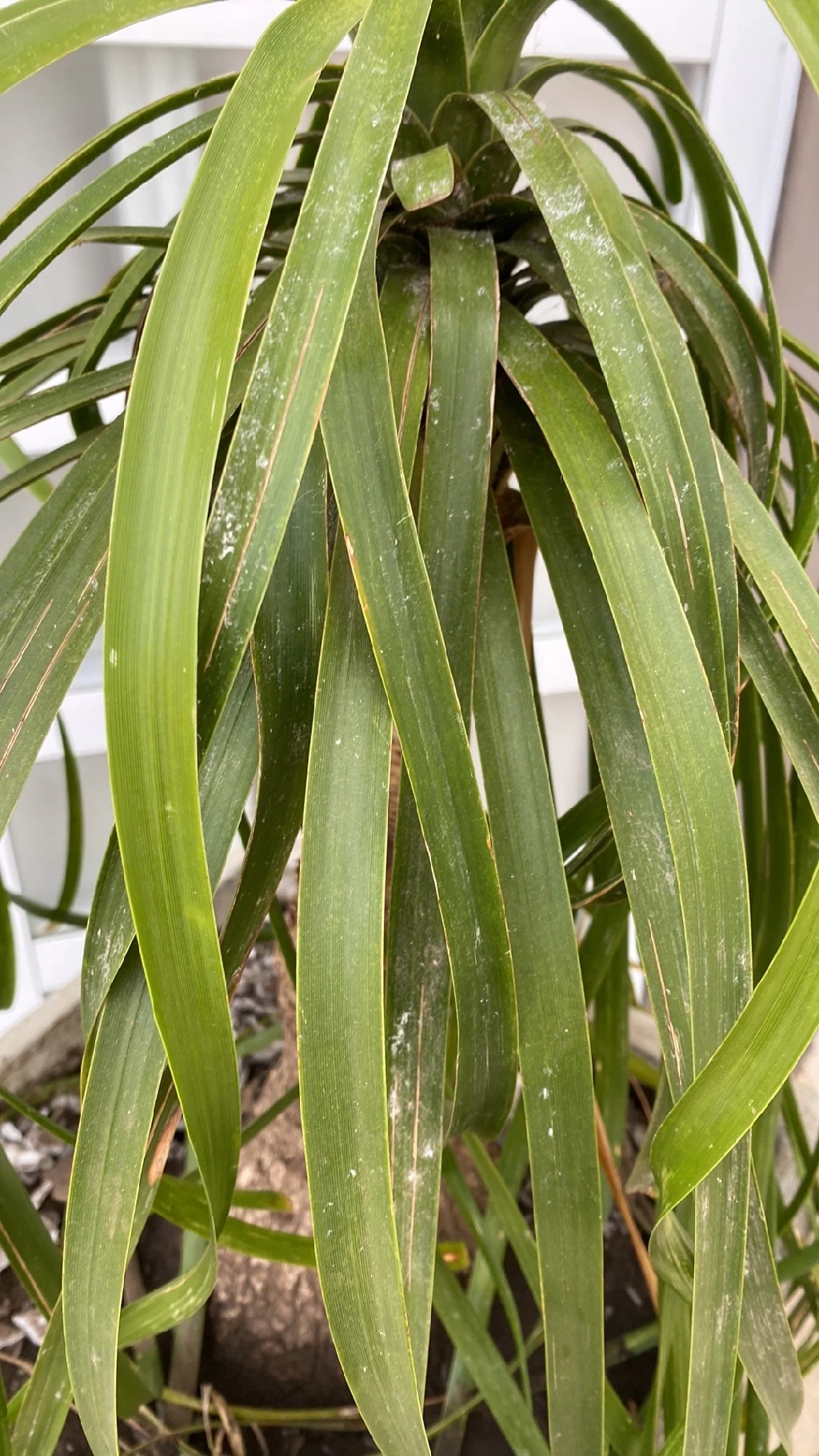Ponytail Palm Plant Sickness Beaucarnea Recurvata | Plant Care