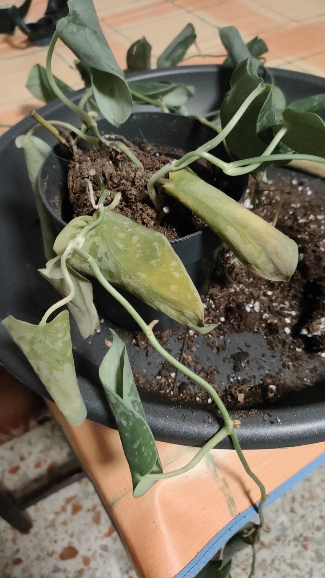How to Treat Wilting Disease on Satin pothos?