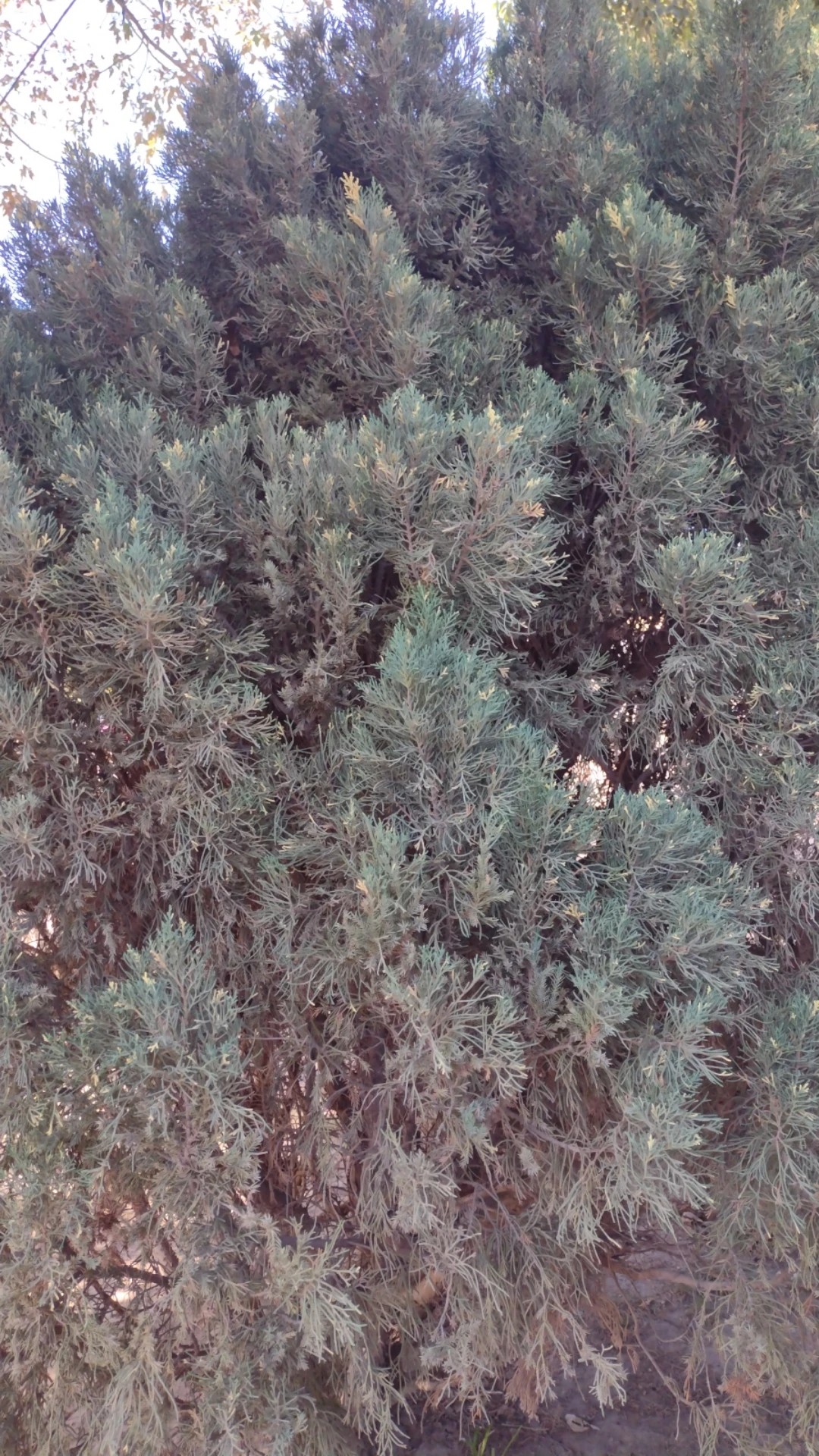 How to Treat Dieback Disease on Oriental arborvitae?