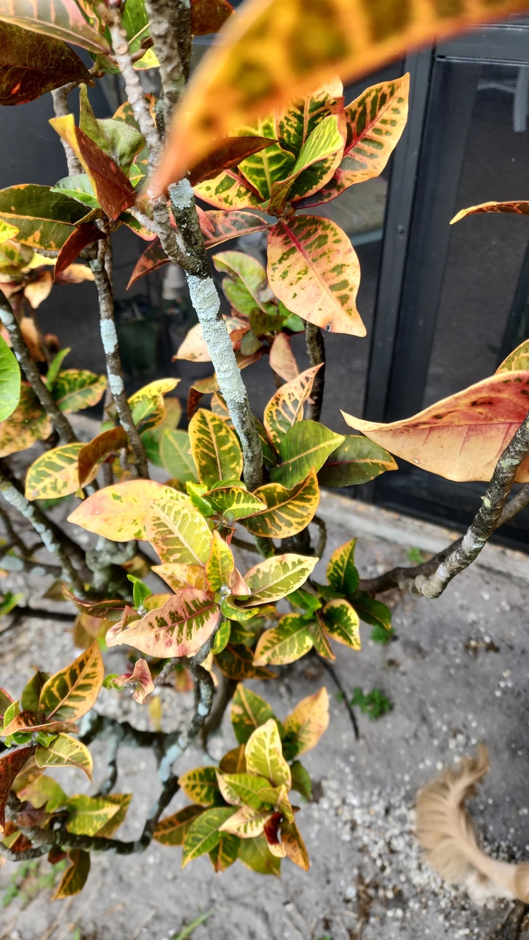 How to Treat Mealybugs Disease on Garden croton?