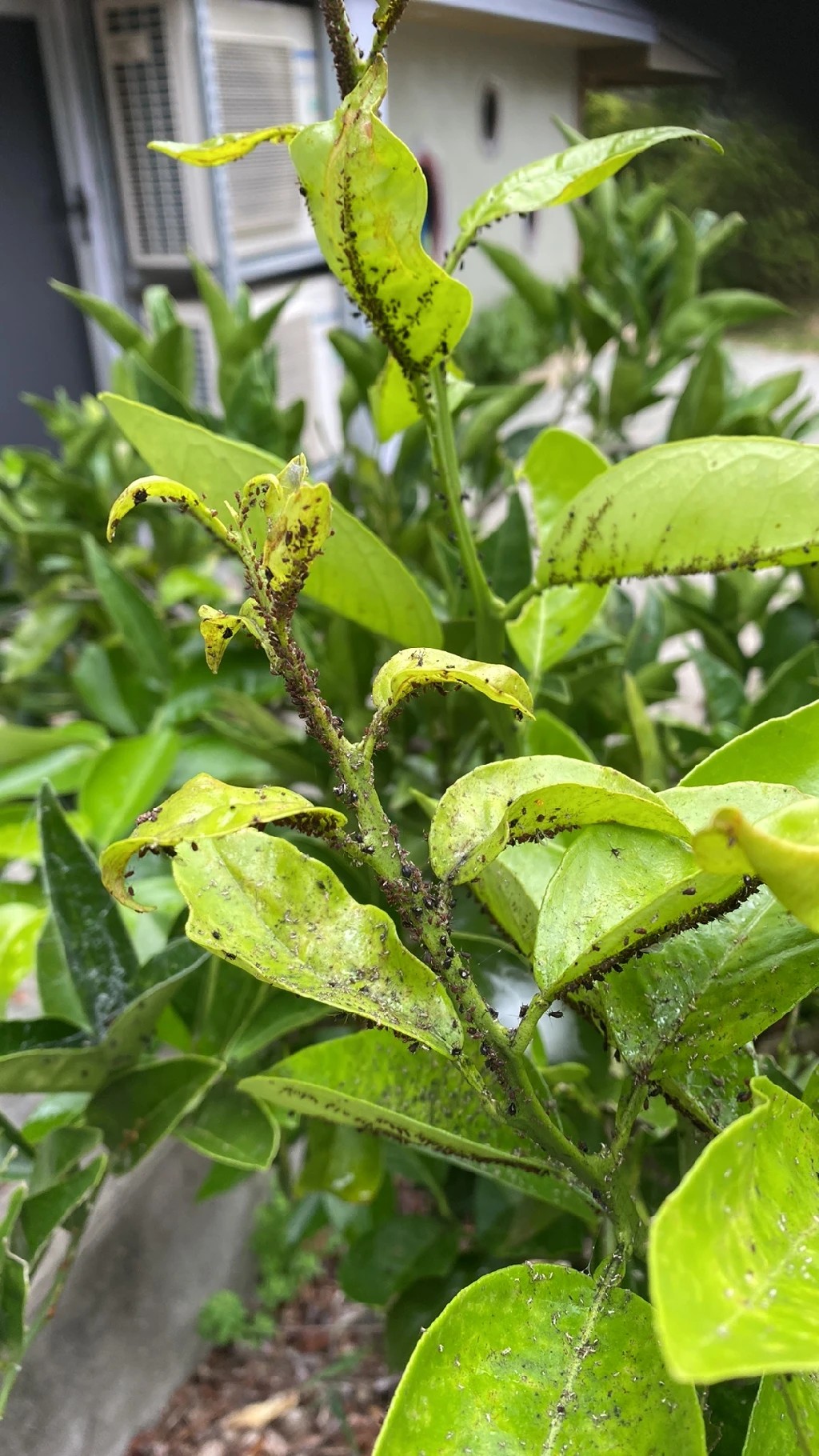 How to Treat Aphids Disease on Mandarin orange?