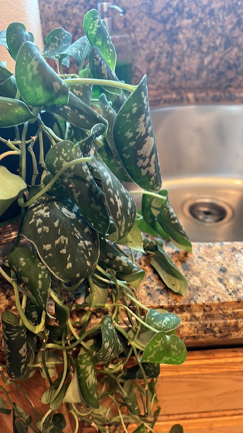 How to Treat Wilting Disease on Satin pothos?