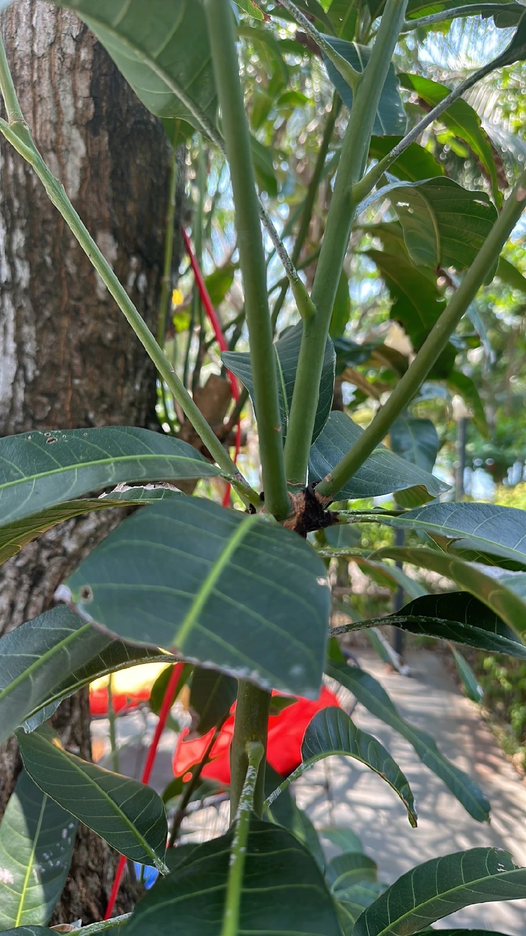 How to Treat Caterpillars Disease on Mango tree?