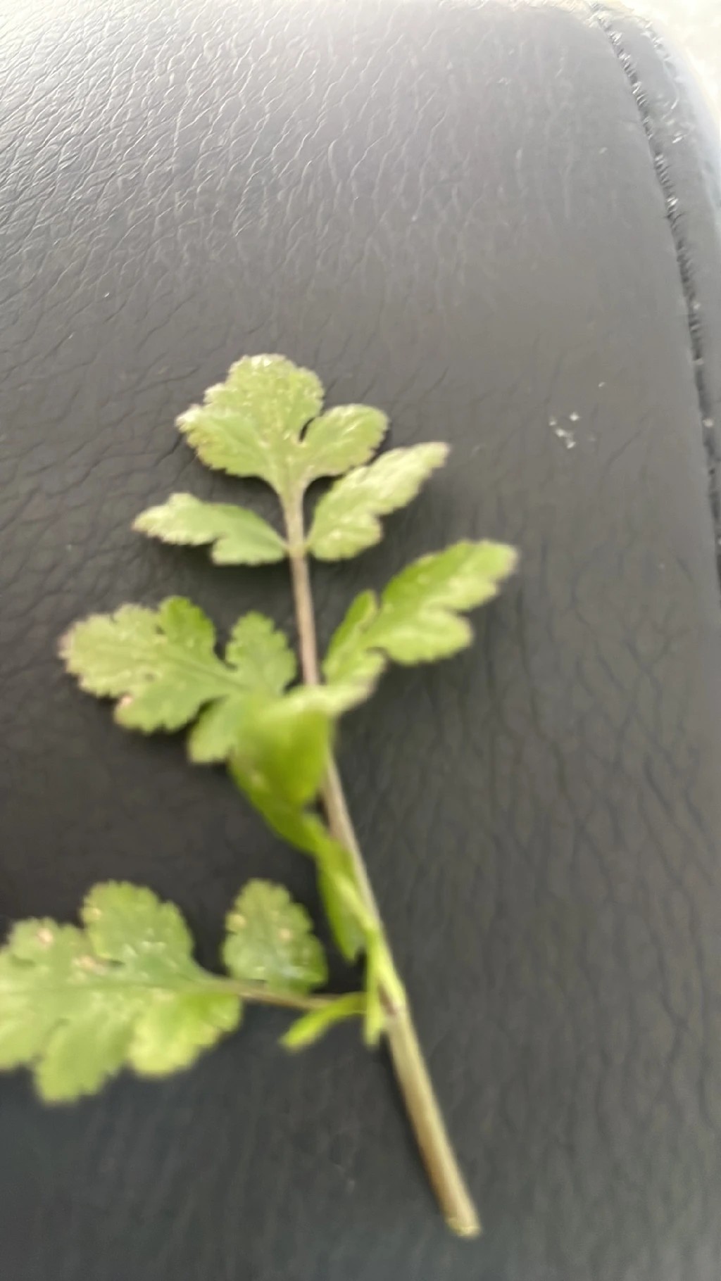 How to Treat Brown blotch Disease on Coriander?