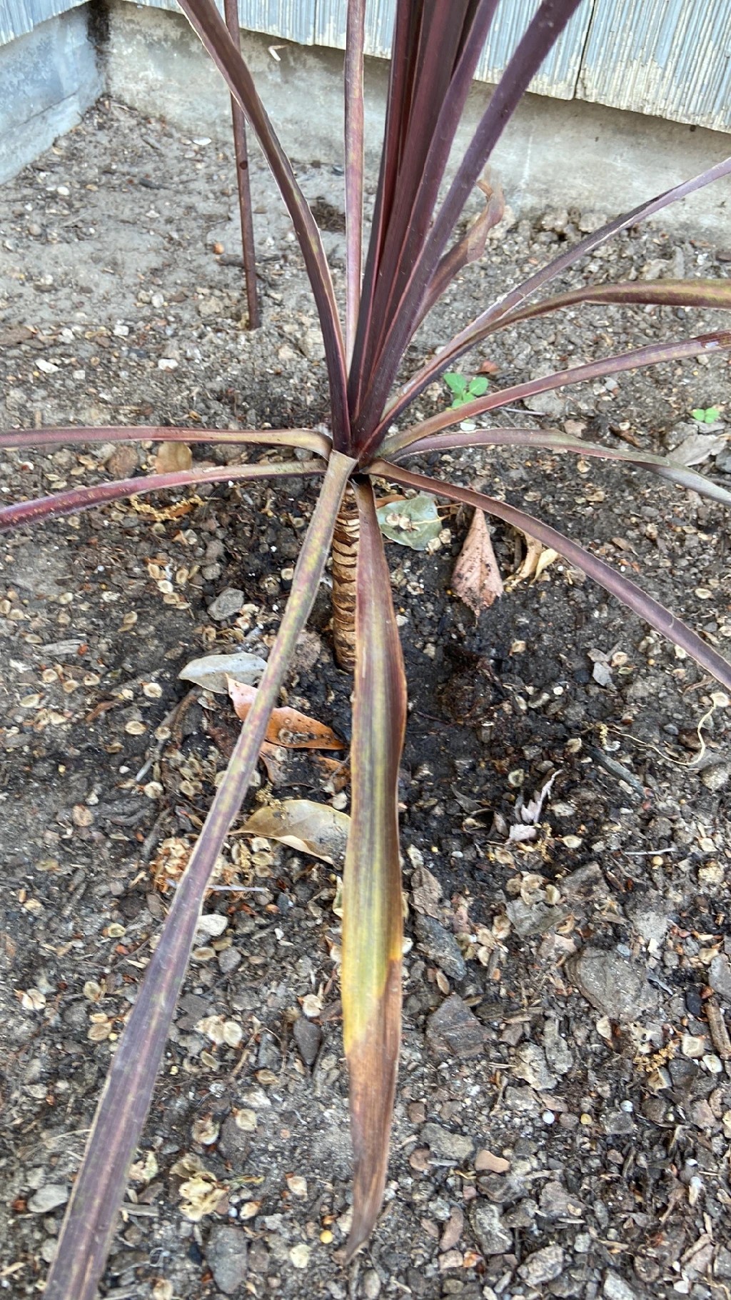 How to Treat Brown blotch yellow edge Disease on Cabbage tree?