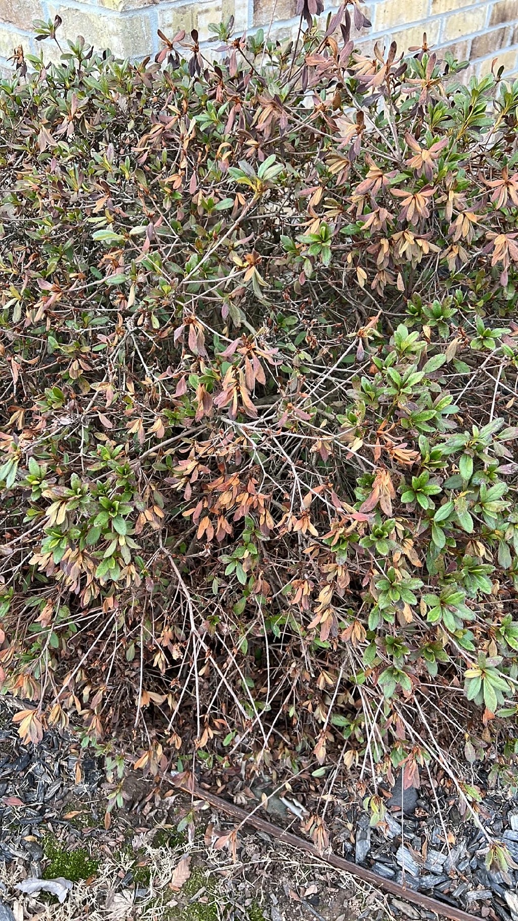 How to Treat Leaf blight Disease on Red azalea?