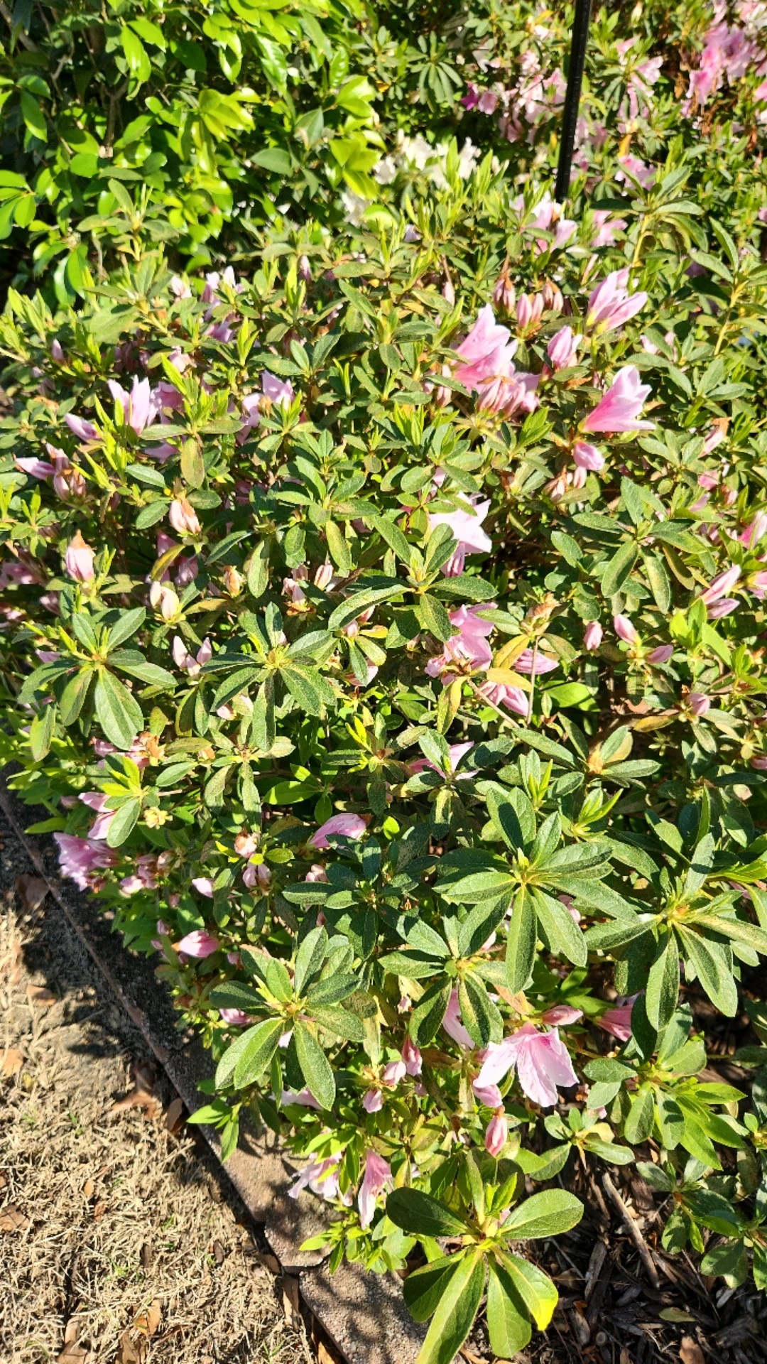 How to Treat Lace bugs Disease on Red azalea?