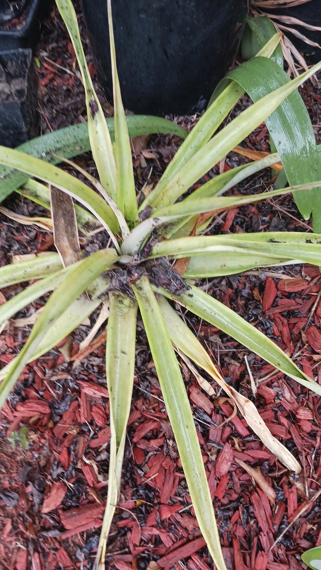 How to Treat Soft Rot Disease on Pineapple?