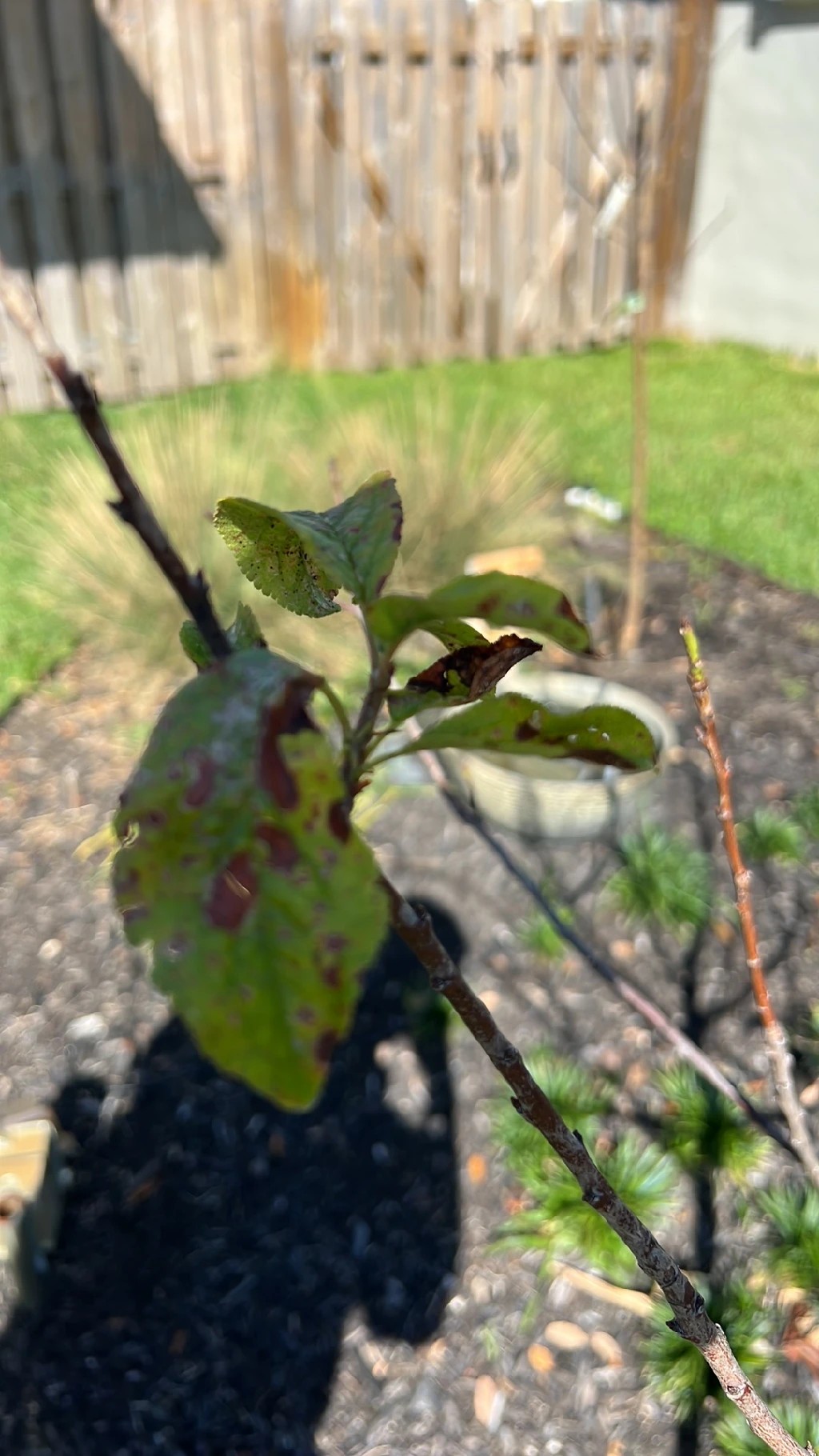 Plum Tree Leaves Turning Brown