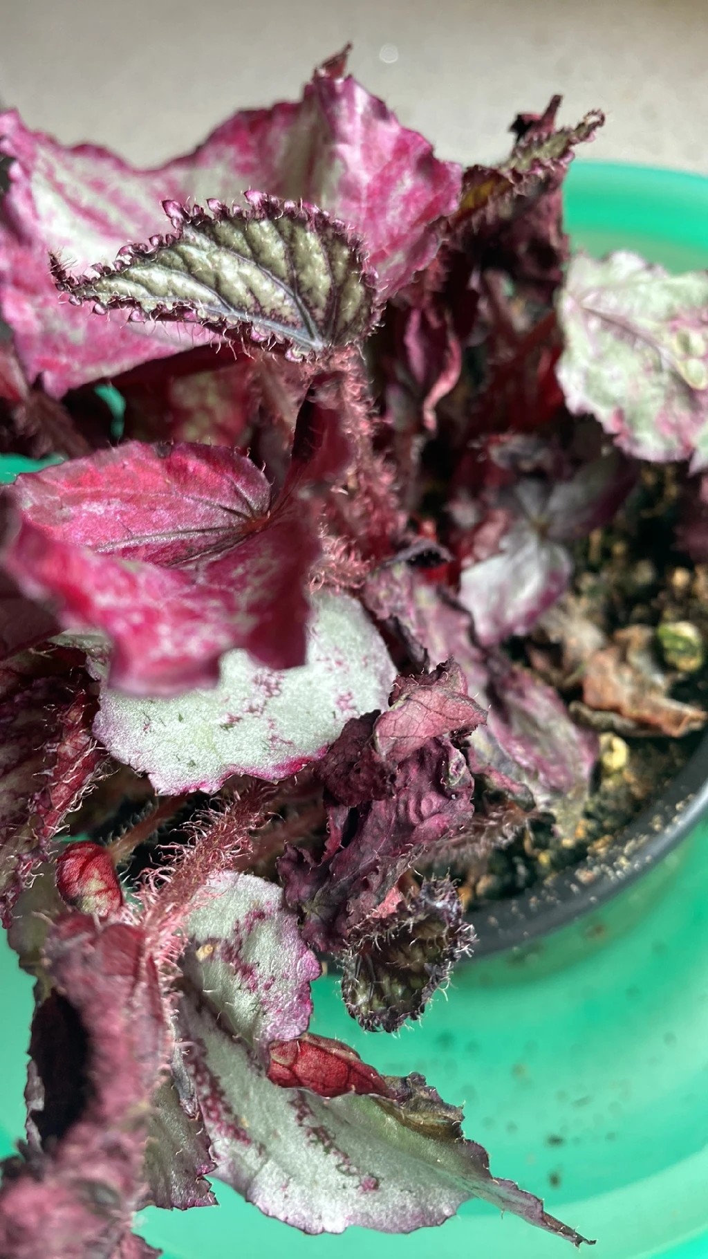 How to Treat Wilting Disease on Painted-leaf begonia?