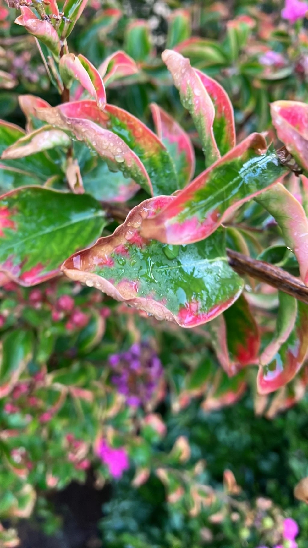 How to Treat Brown blotch Disease on Crepe myrtle?