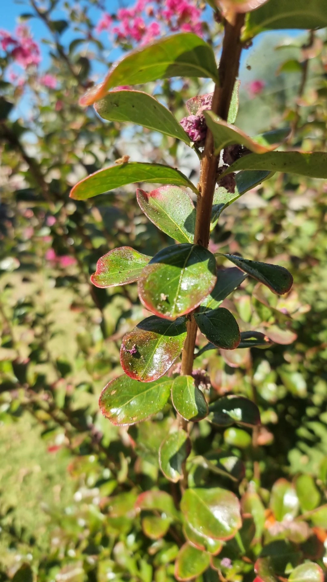 How to Treat Brown blotch Disease on Crepe myrtle?
