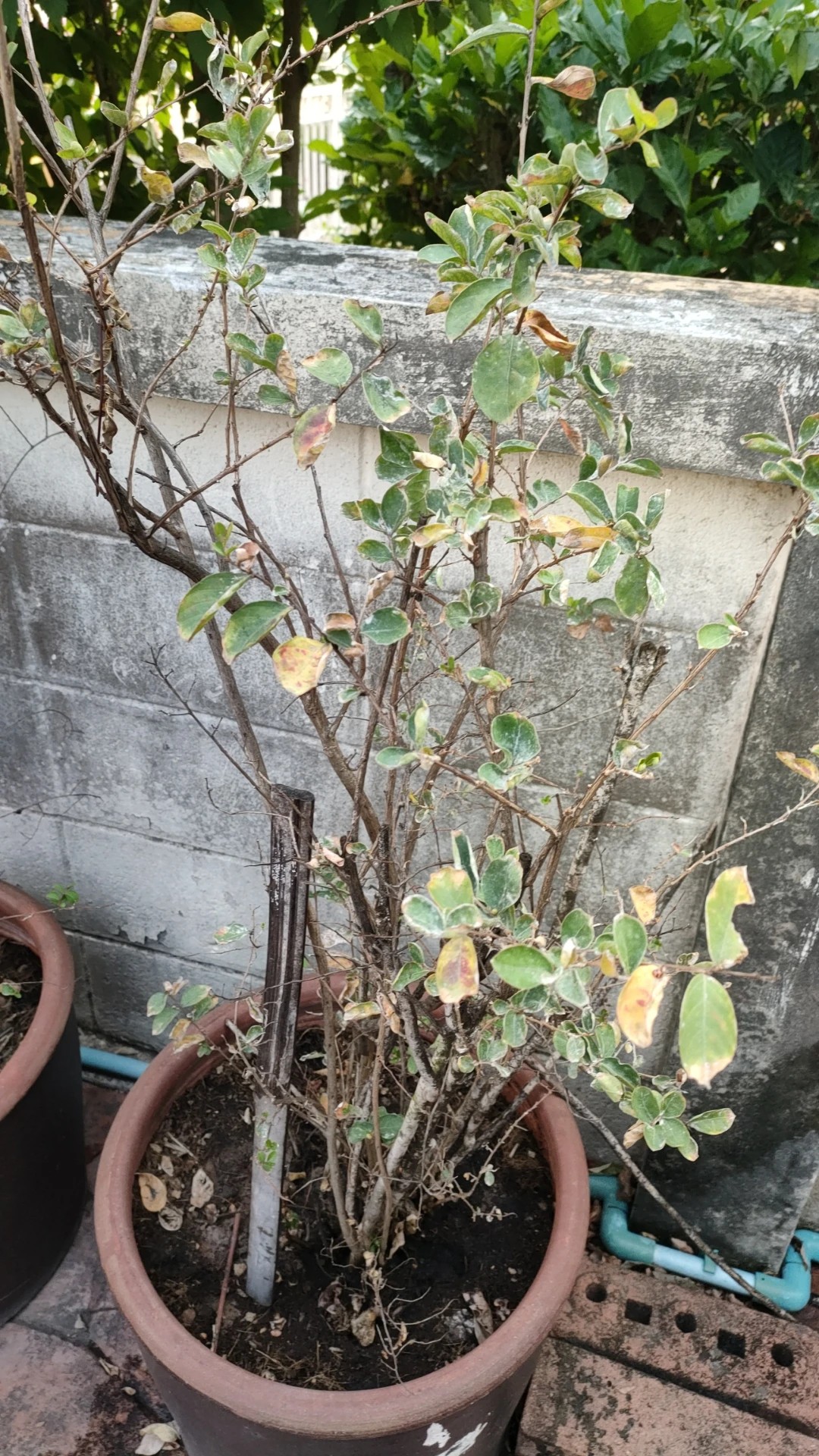How to Treat Brown blotch Disease on Crepe myrtle?