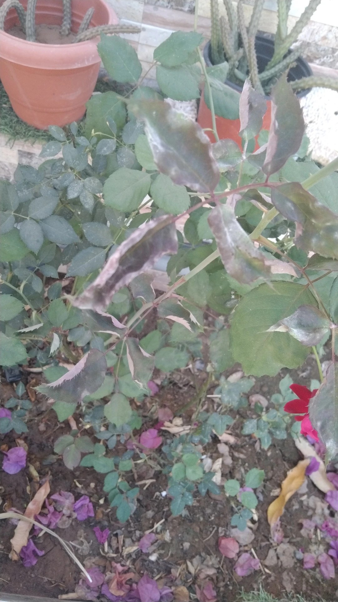 ¿Cómo tratar la enfermedad Oídio en Rosa china?