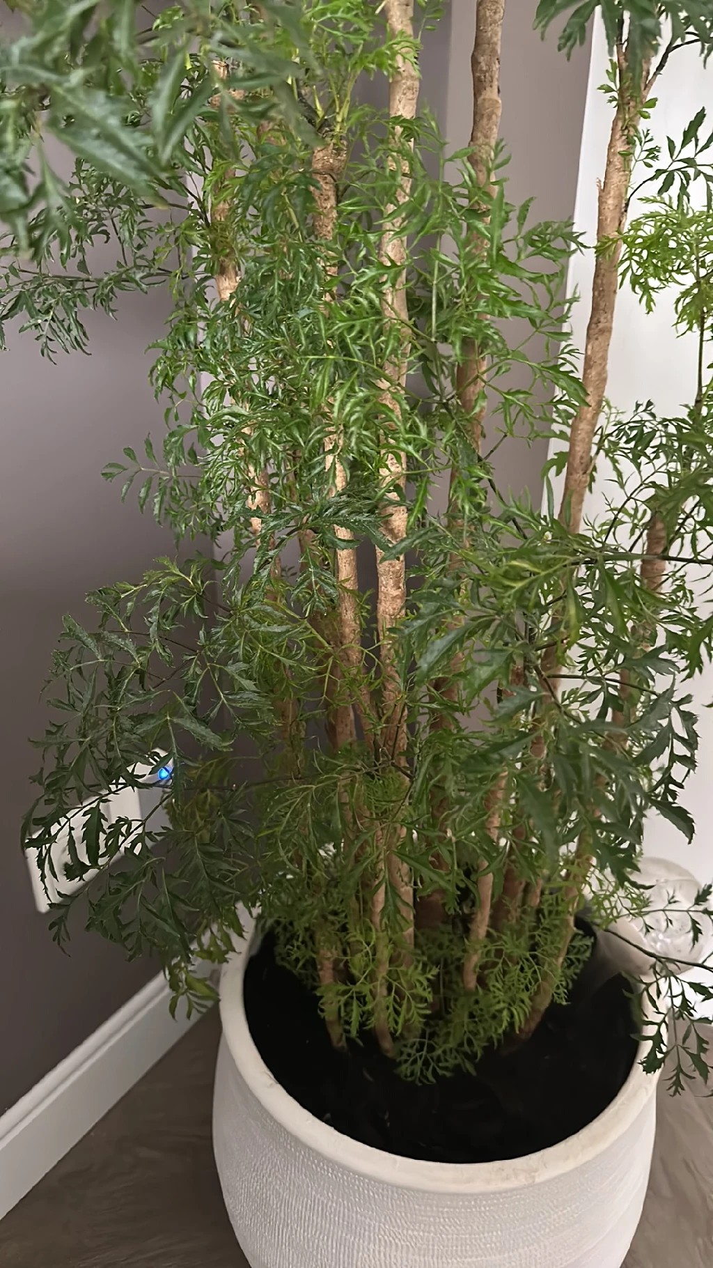 Come trattare la malattia Avvizzimento su Ming Aralia?