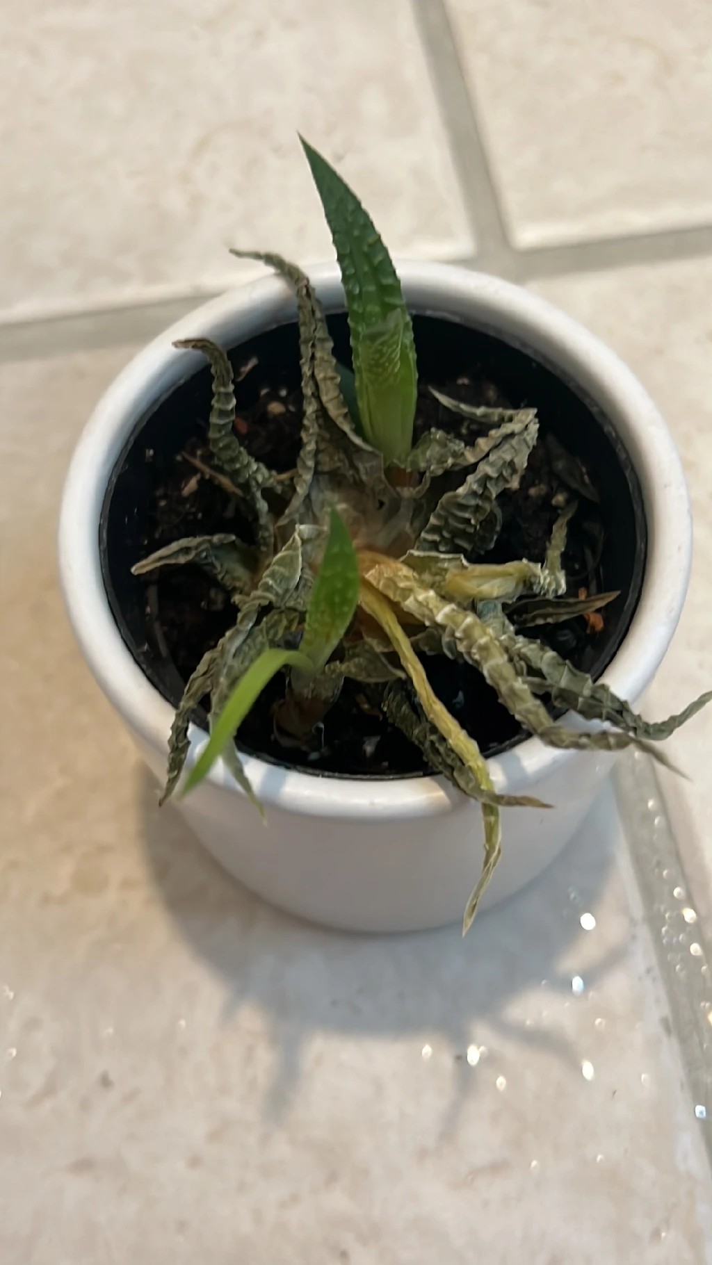 How to Treat Soft Rot Disease on Zebra plant?