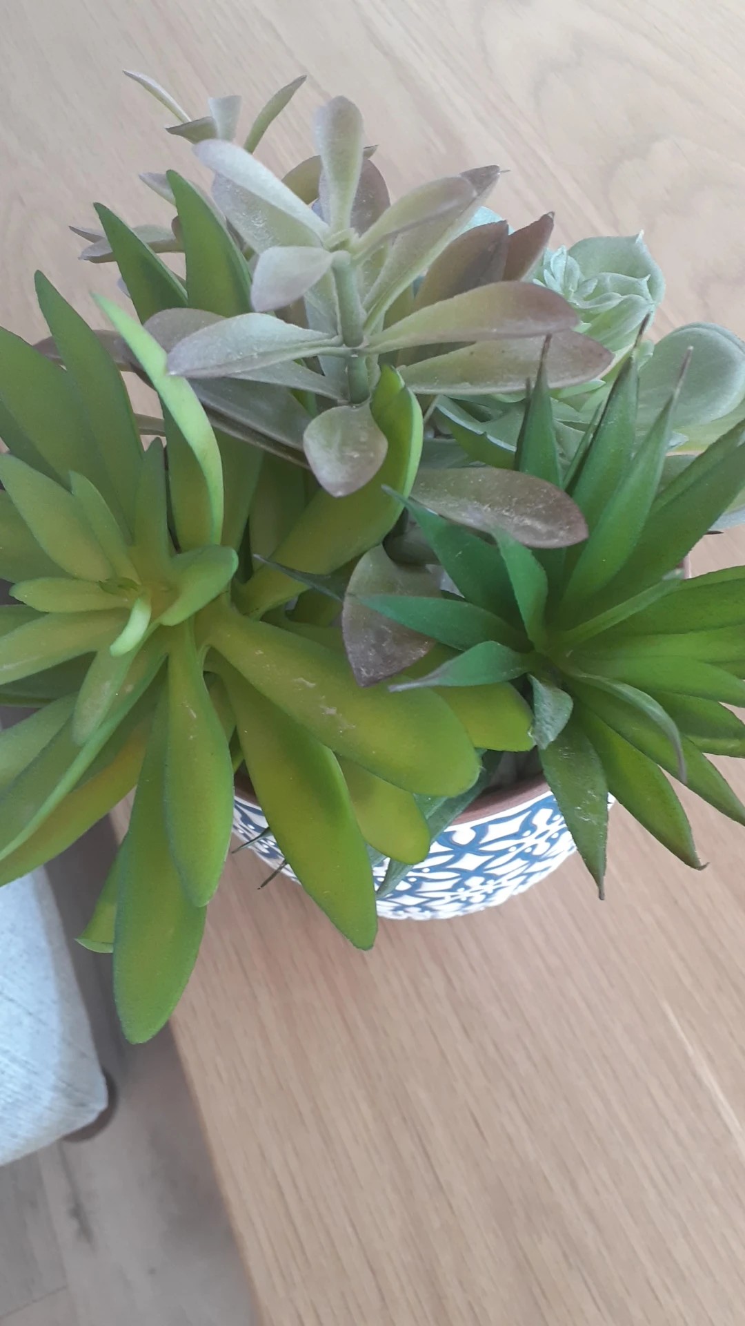 Comment traiter la maladie Tache brune pour Crassula capitella 'campfire'