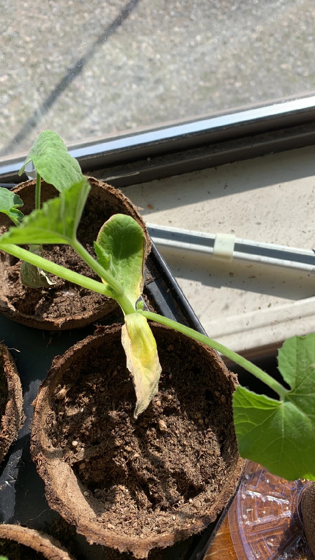How to Treat Leaf rot Disease on Field pumpkin?